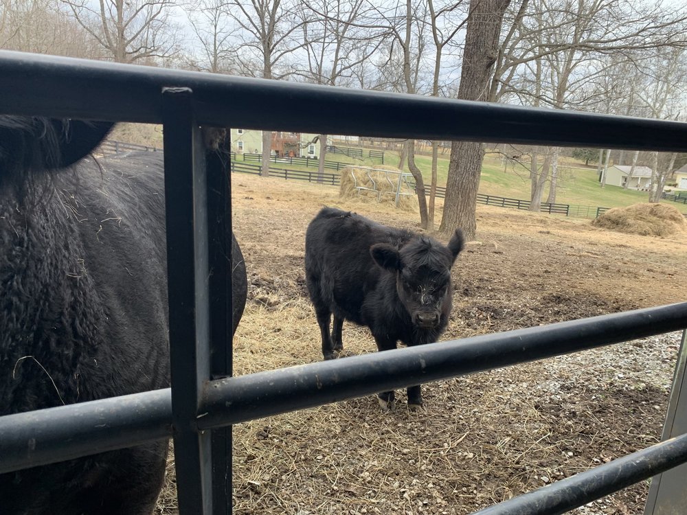 For Sale — Abel Farms LaGrange KY
