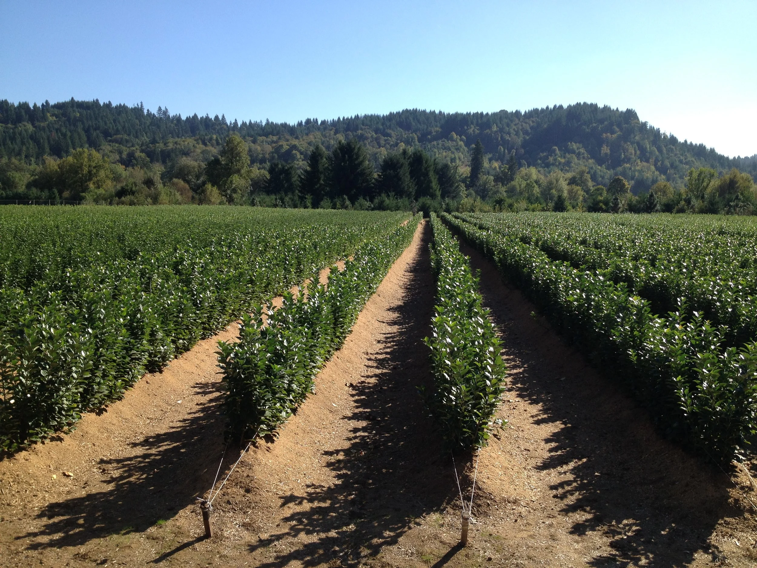 CopenHaven Farms