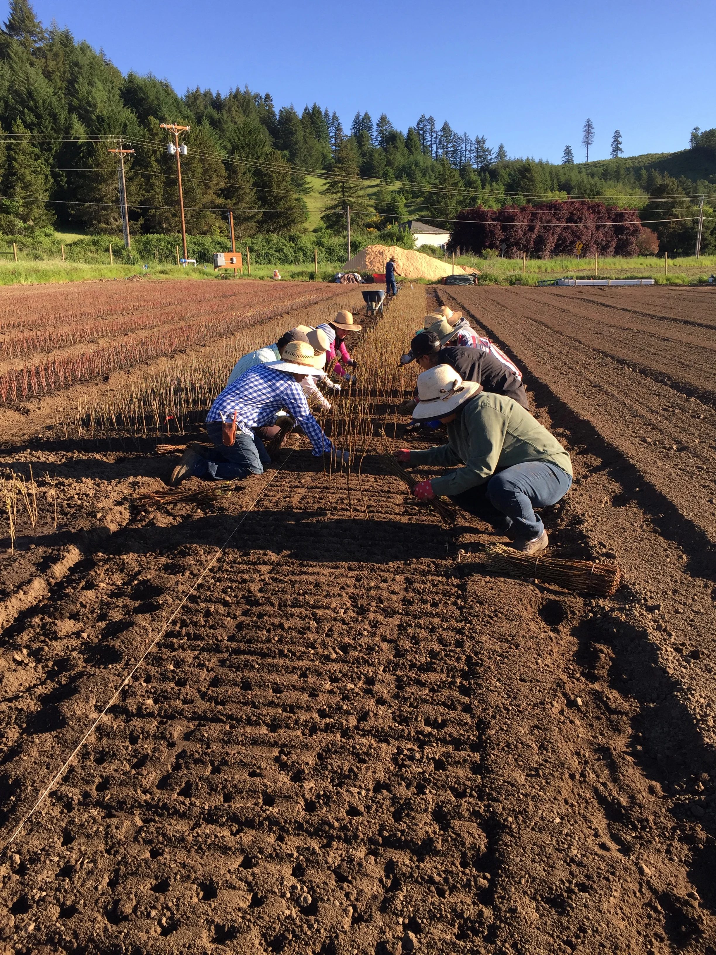 CopenHaven Farms