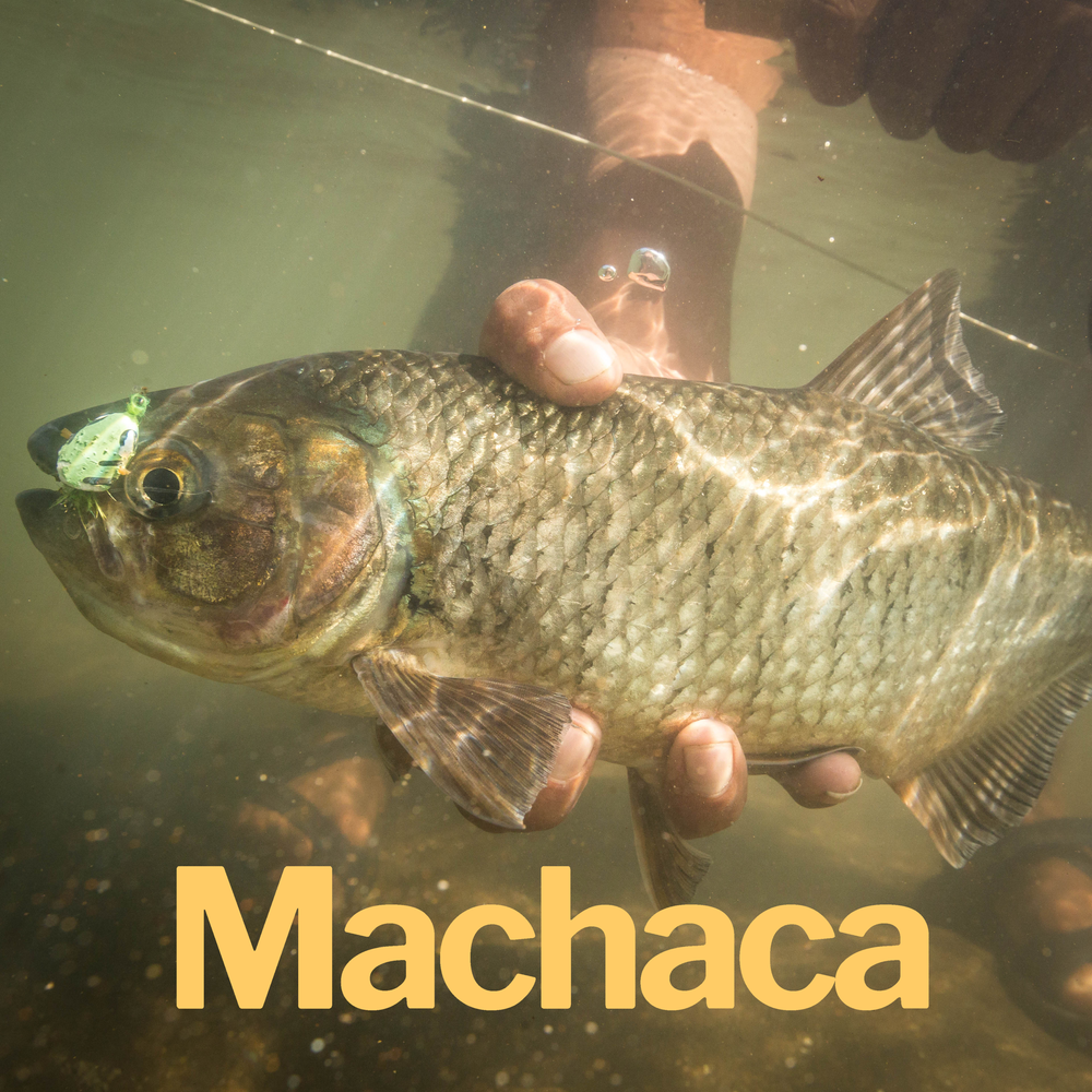 Guía de Especies — CRAFF-ACPM