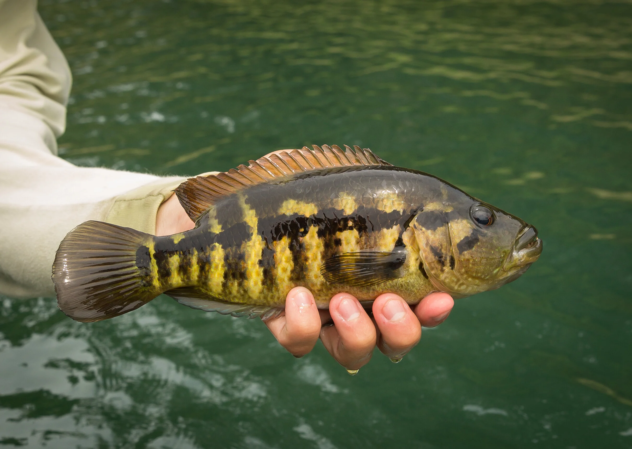 Guapote Amarillo — CRAFF-ACPM