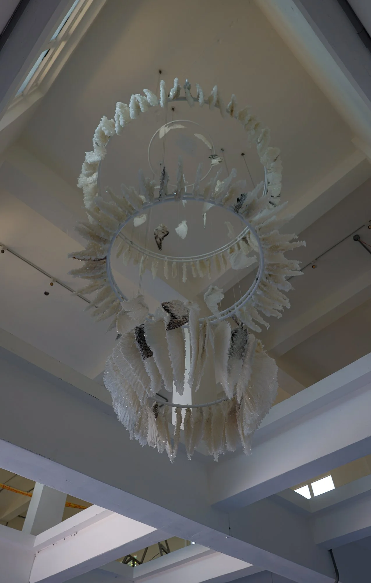 Murmuration — James Tapscott