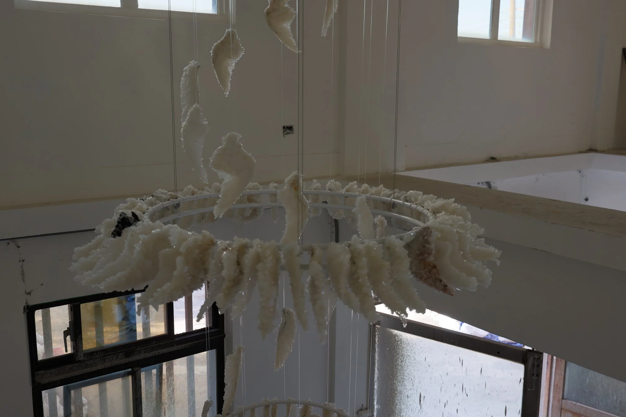 Murmuration — James Tapscott