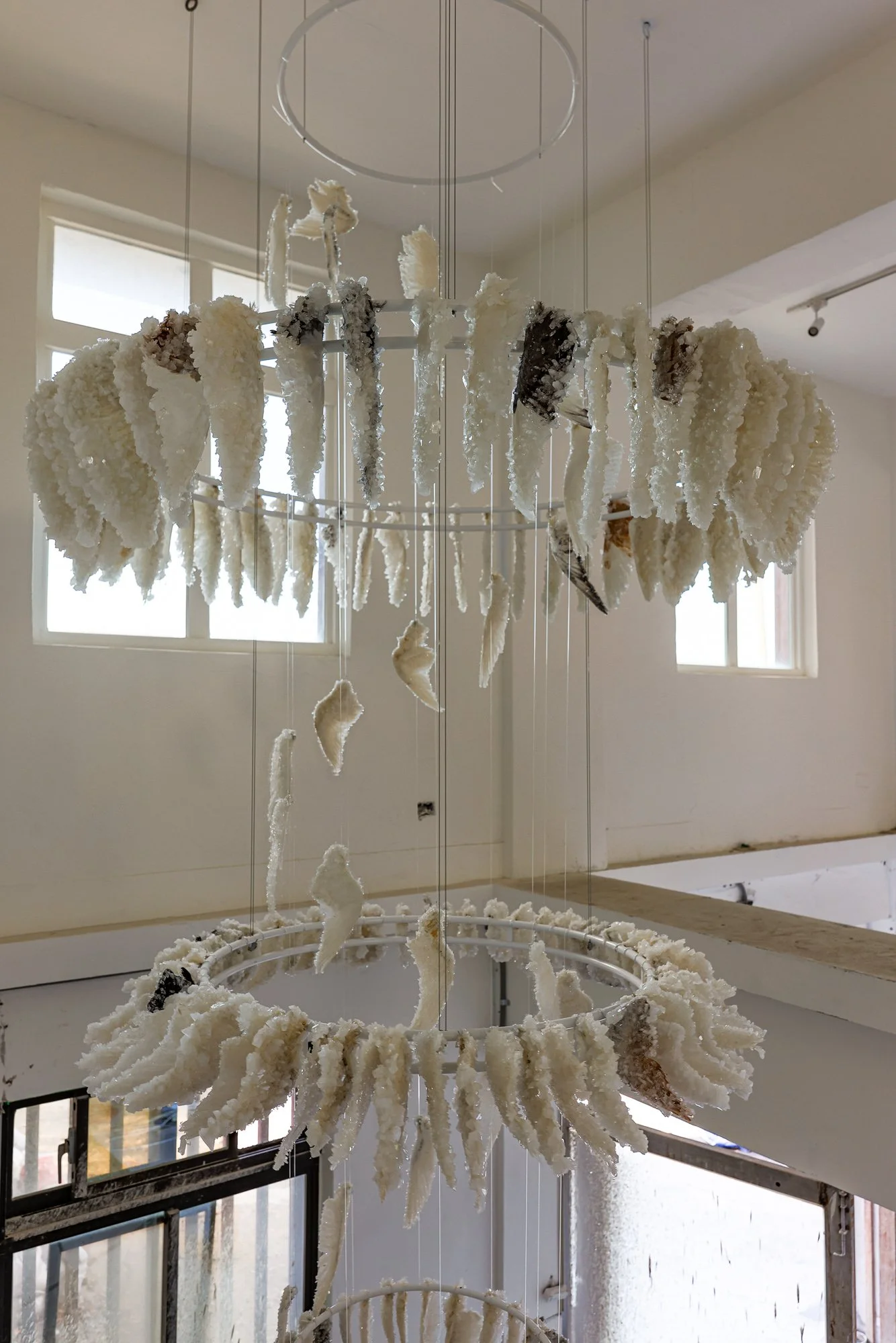 Murmuration — James Tapscott