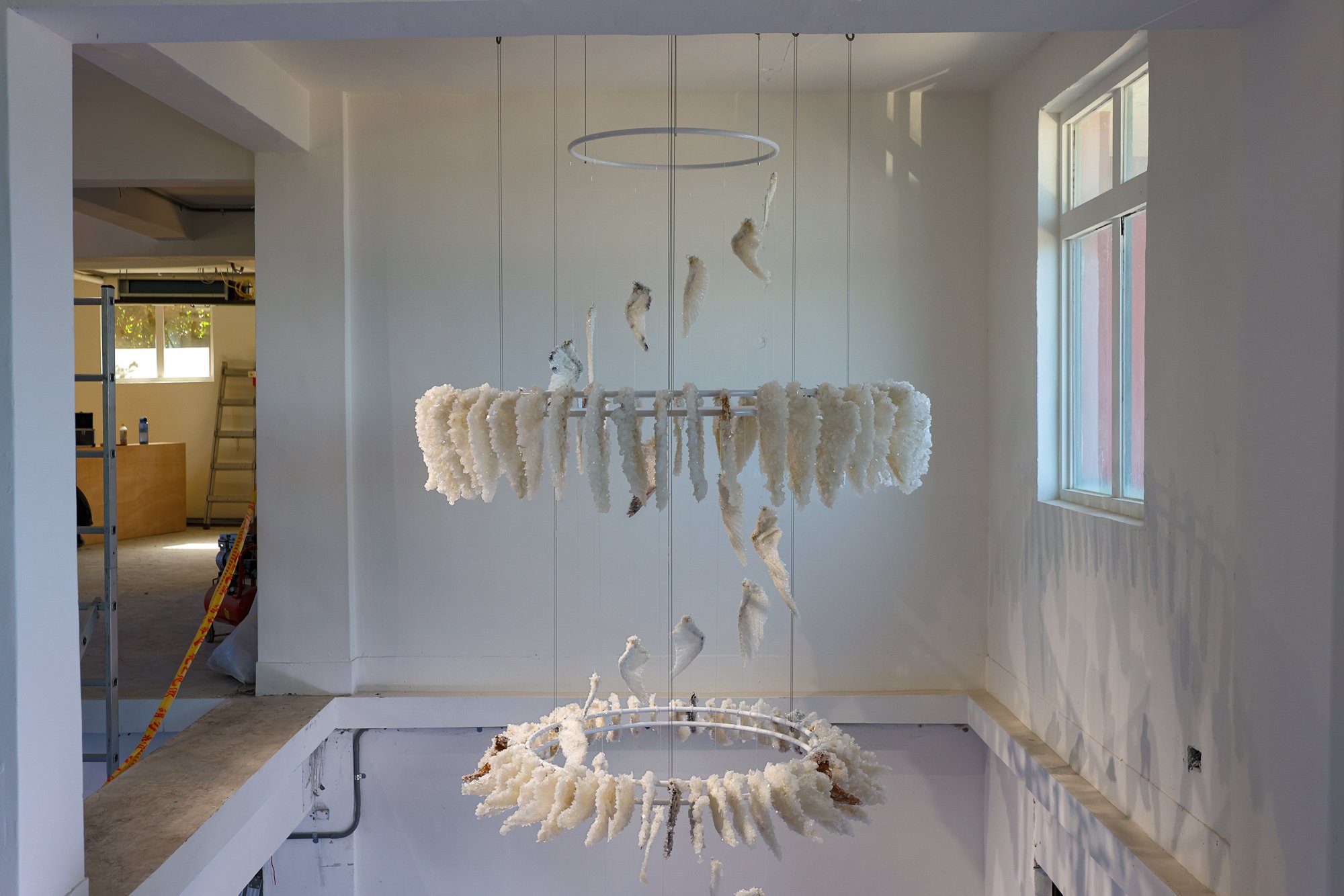 Murmuration — James Tapscott