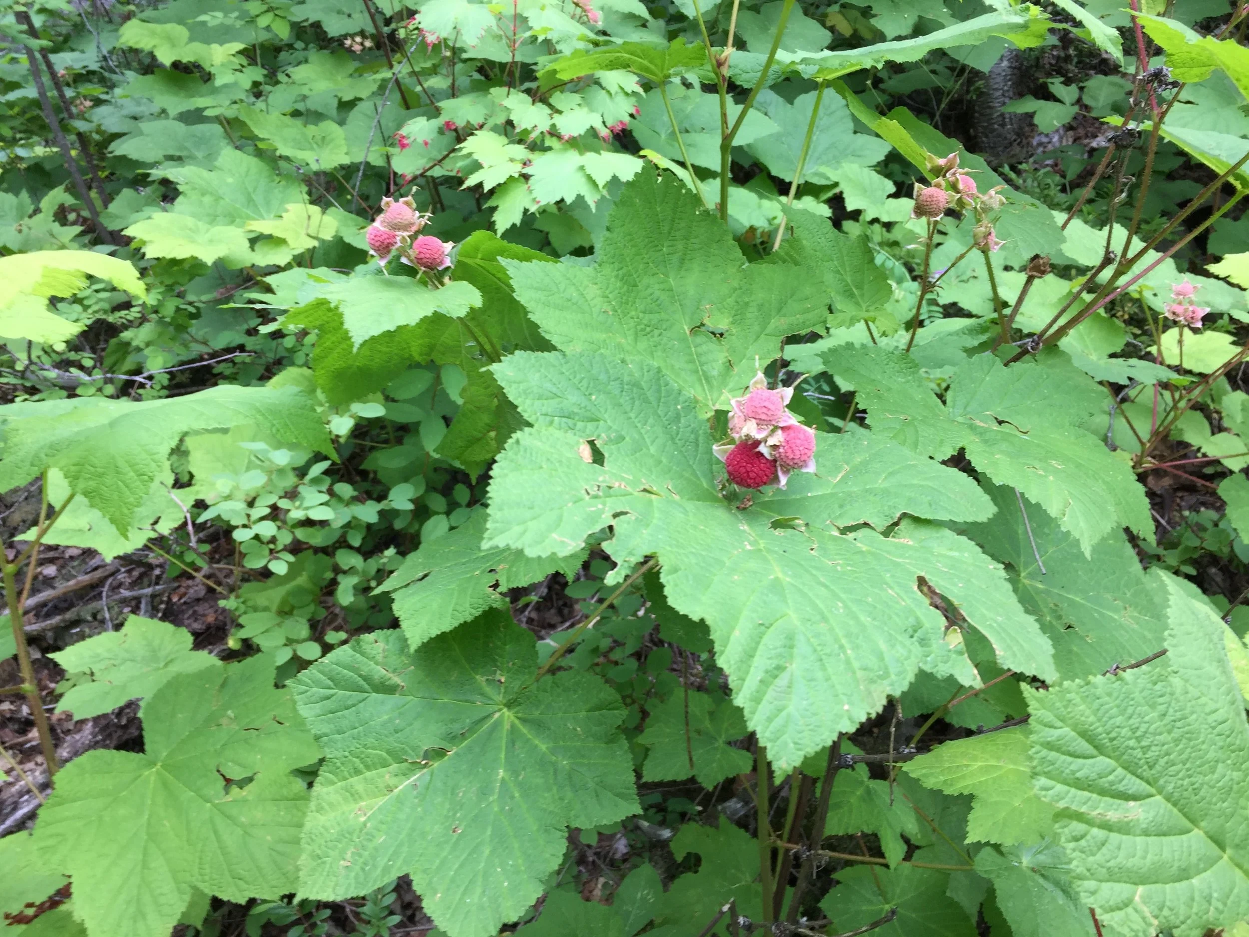 Explore the Scenic Rose Swanson Hiking Trails in Armstrong, British ...
