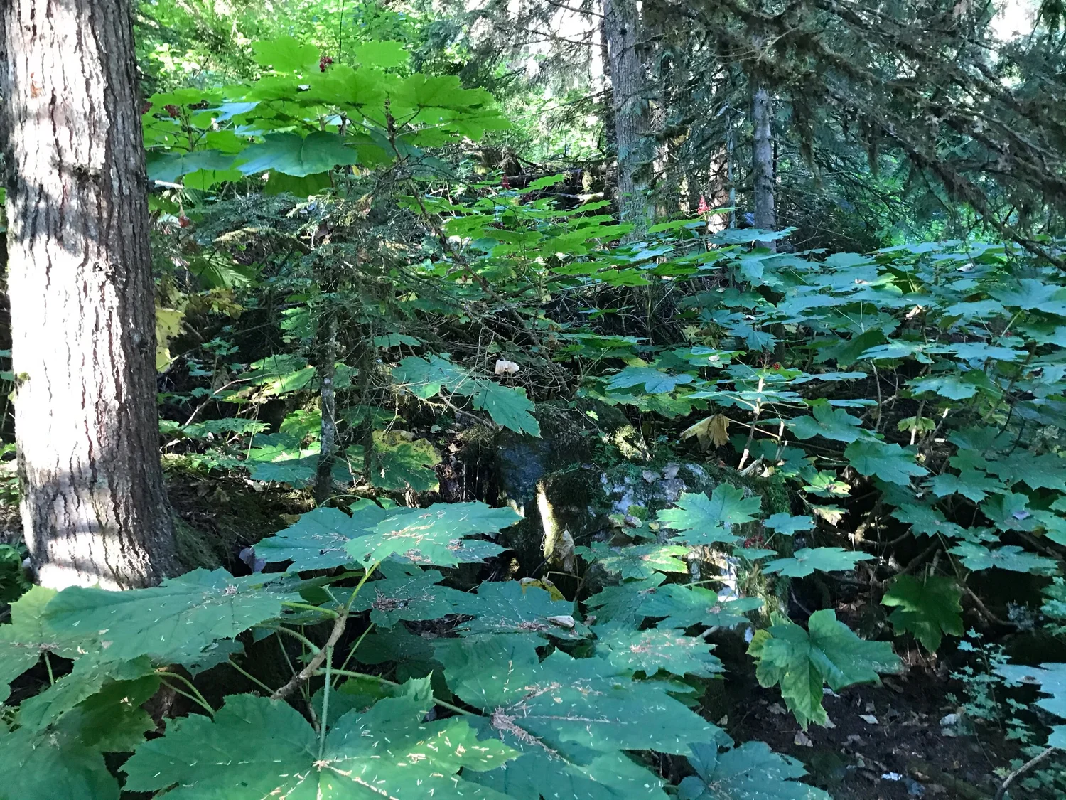 Kay Falls, Sicamous — Exploratory Glory Media Travel and Lifestyle ...