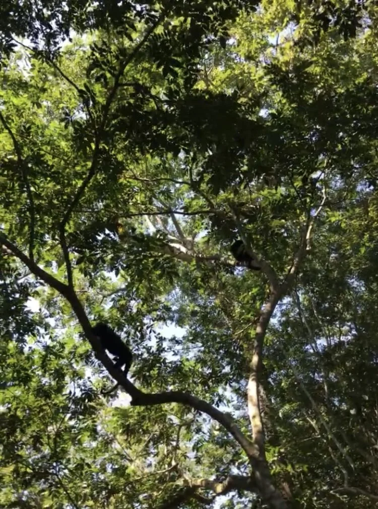 Howler Monkey Tour, Belize — Exploratory Glory Media Travel and ...