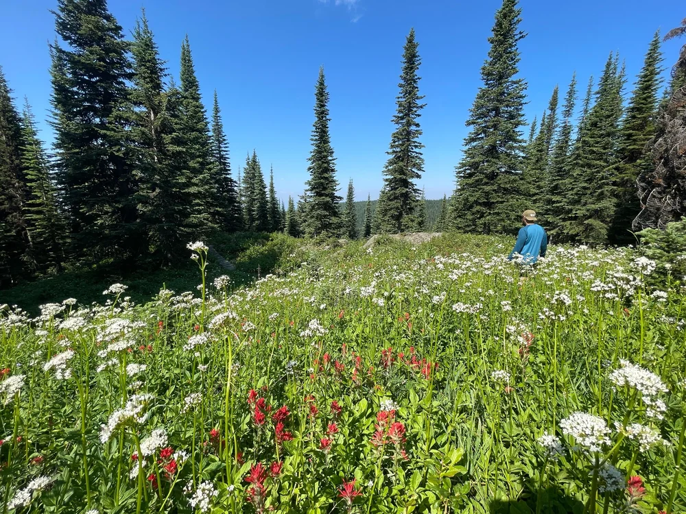 Ridgewalk Trail, Silver Star, BC — Exploratory Glory Media Travel and ...