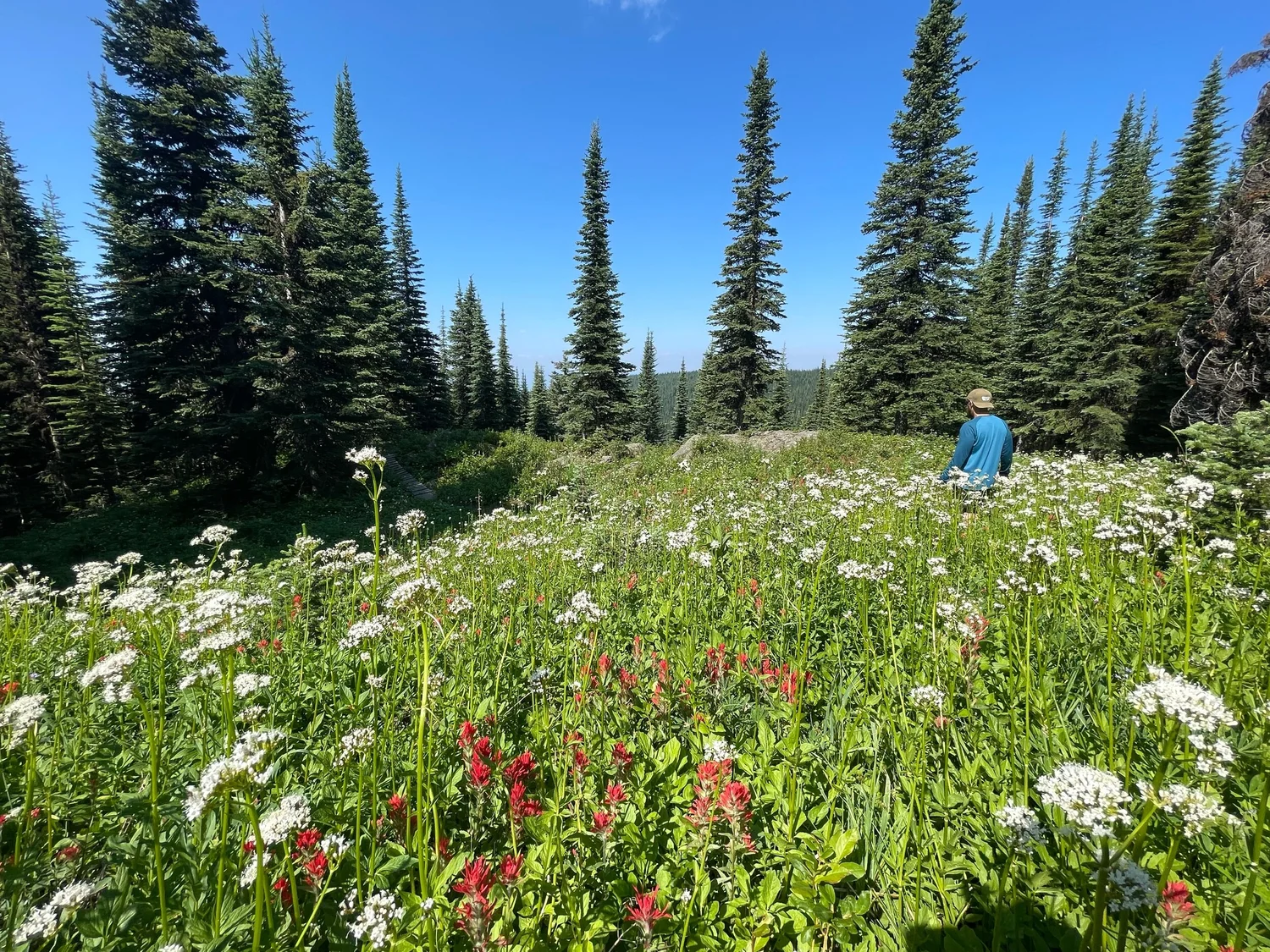 Ridgewalk Trail, Silver Star, BC — Exploratory Glory Media Travel and ...