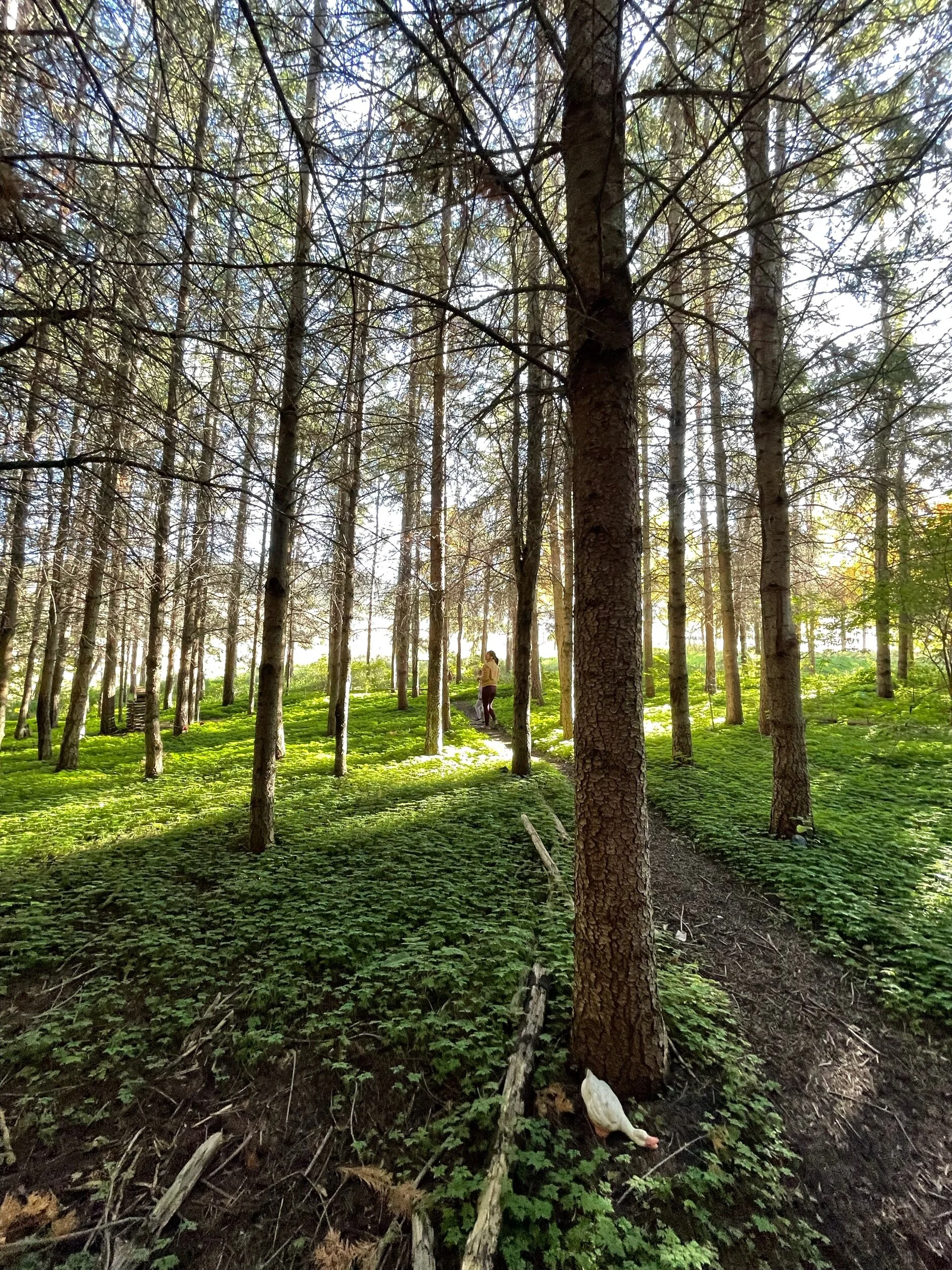 Hidden Troll Forest, Vernon, BC — Exploratory Glory Media Travel and ...