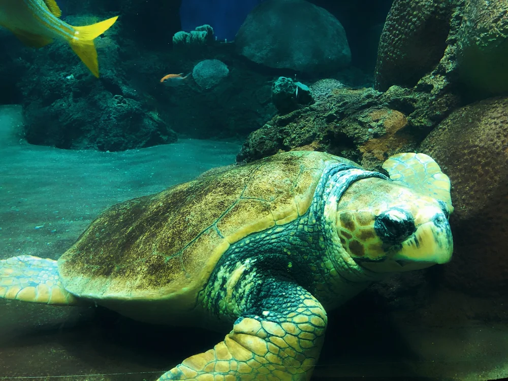 SeaWorld Abu Dhabi: A Wonderland of Knowledge and Entertainment for ...