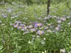 Mission Creek Greenway, Kelowna — Exploratory Glory Media Travel and ...