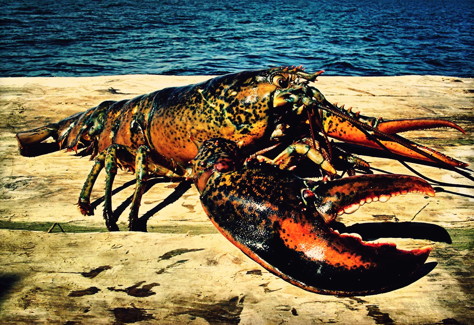 Sustainability — BIONOVATIONS INC