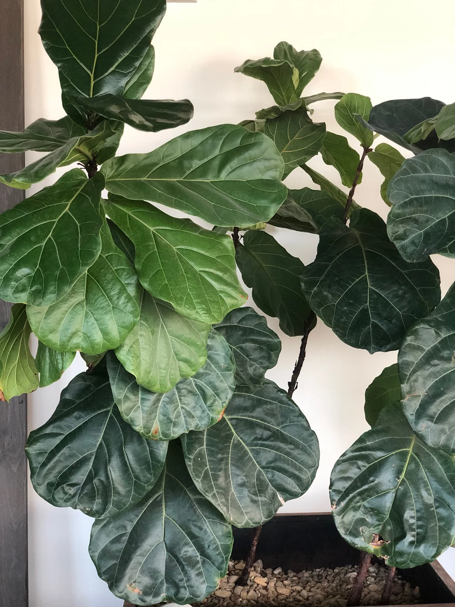 fiddle leaf fig tree care — Design Roots