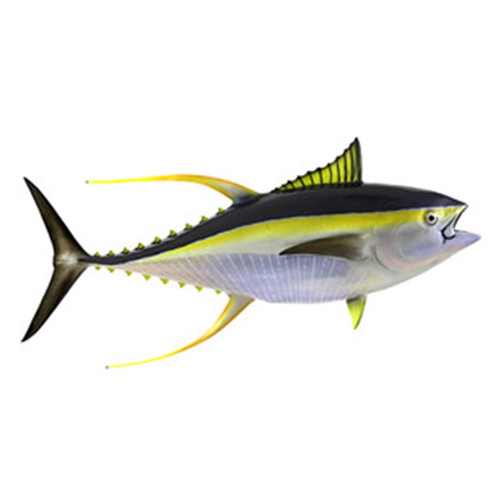 Akura Fishing Charters