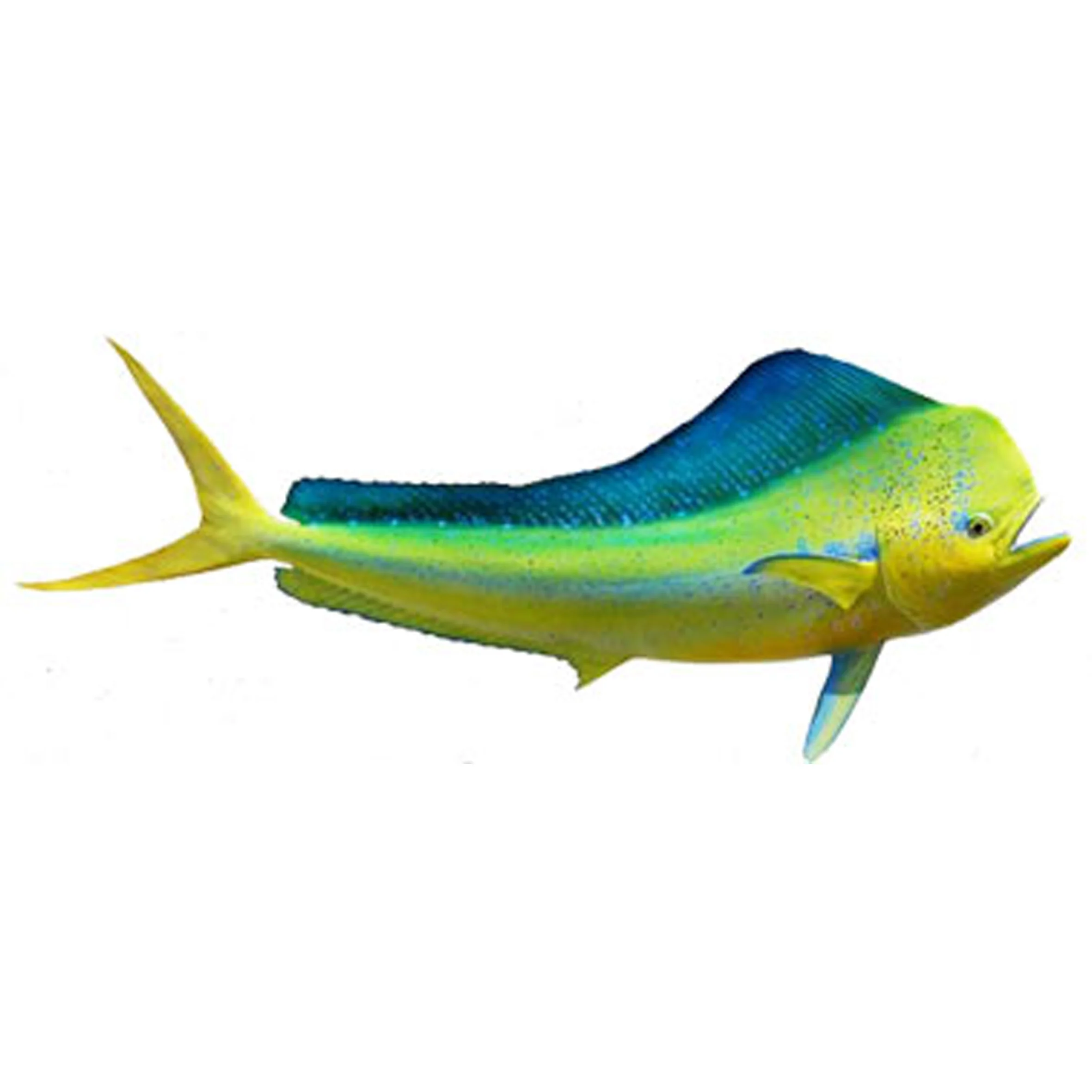 Akura Fishing Charters