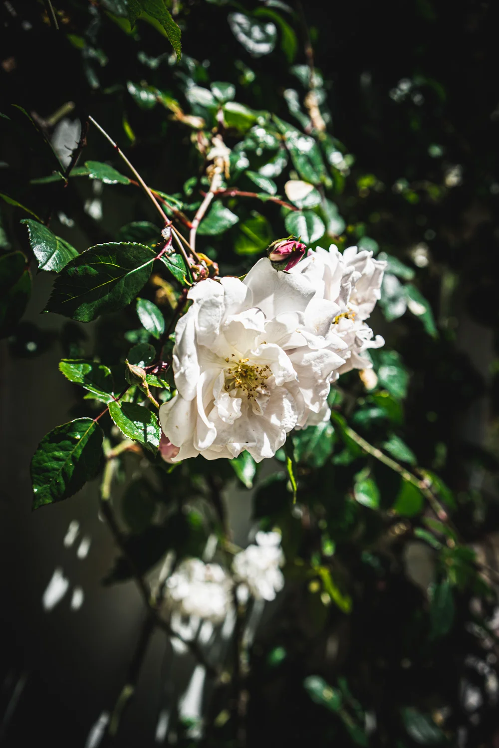 Monk's House - Virginia Woolf Country Retreat in East Sussex — Style ...