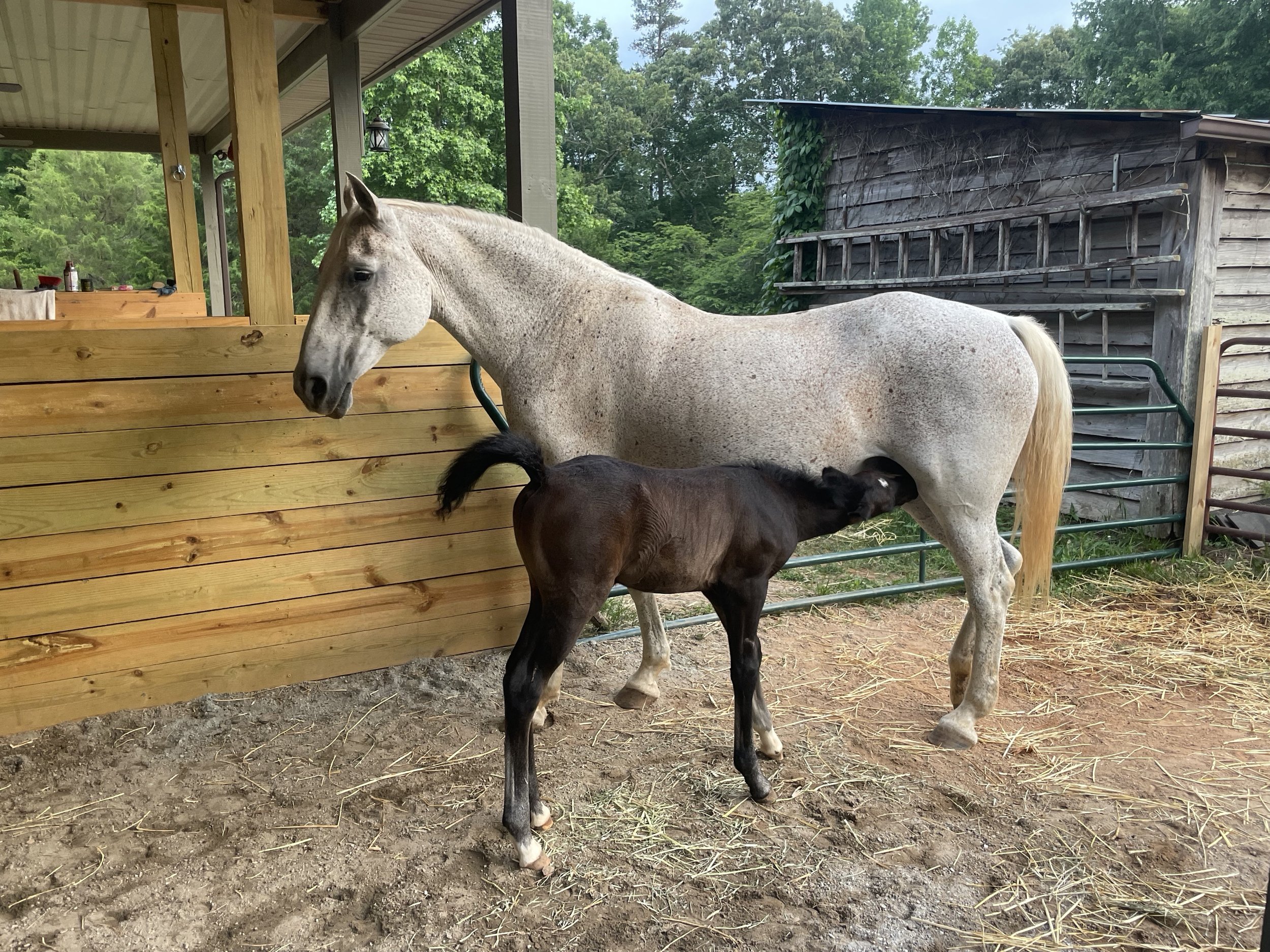 Horses For Sale — USLF - United States Lipizzan Federation