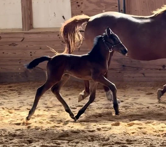 Horses For Sale — USLF - United States Lipizzan Federation