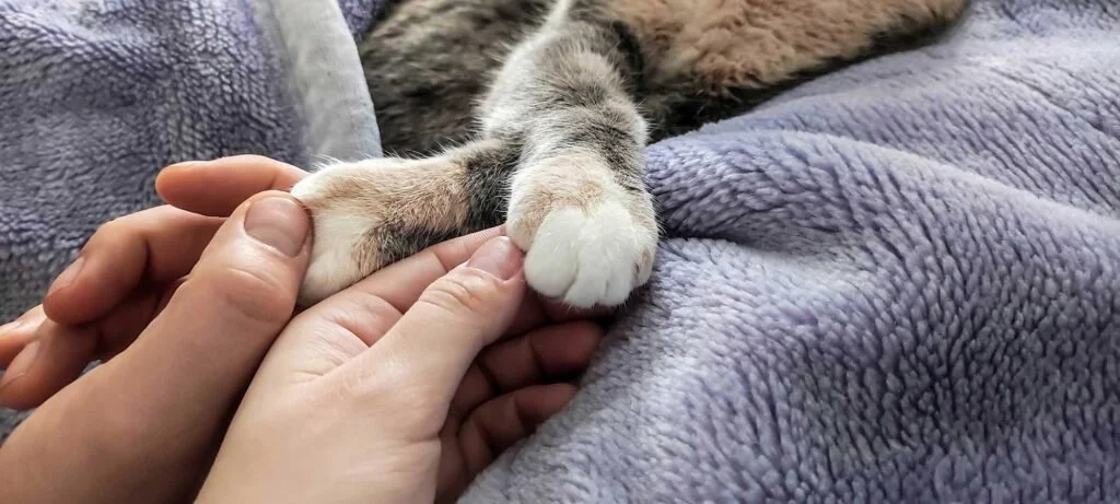 End of Life / Euthanaisa — North Valley Veterinary Center