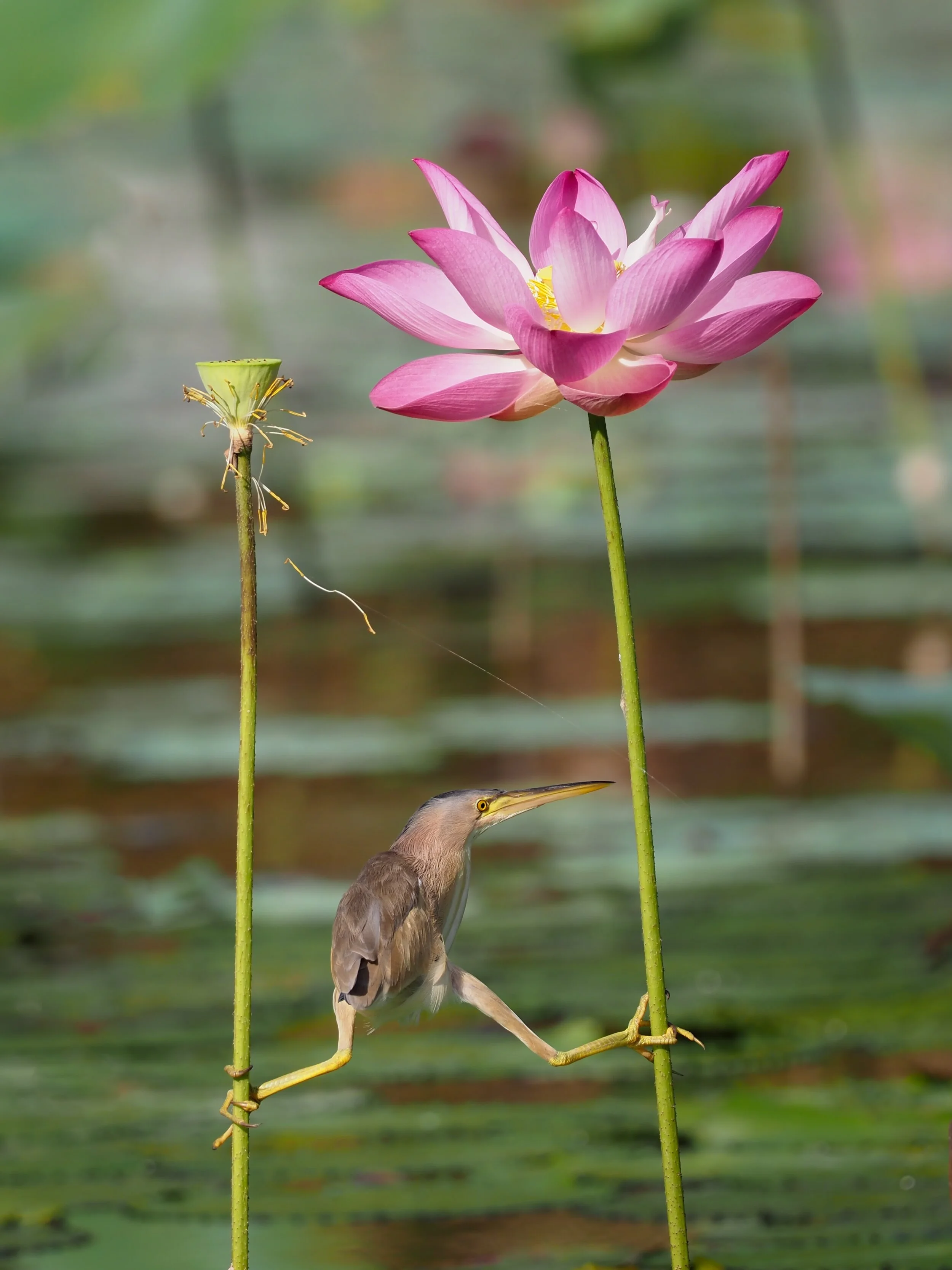 Is There Really Something Beautiful in the Liminal Space? — seebeyond