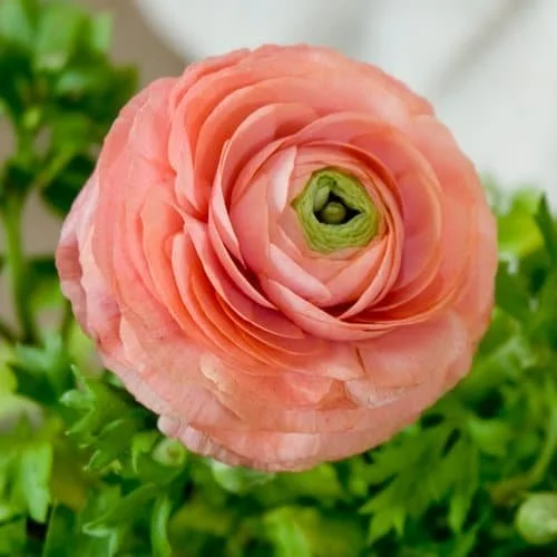 Shop — Gardenwerks