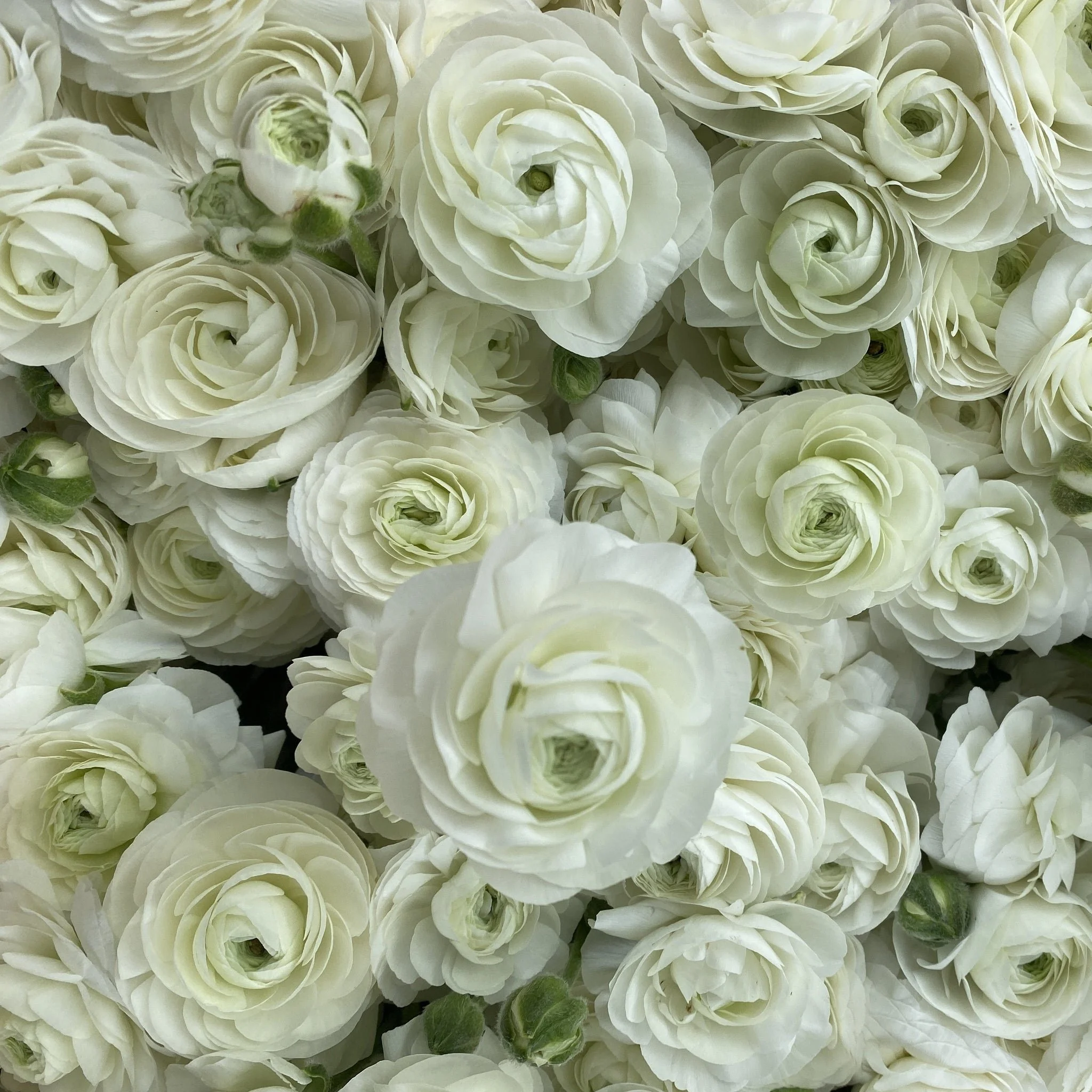 Shop — Gardenwerks