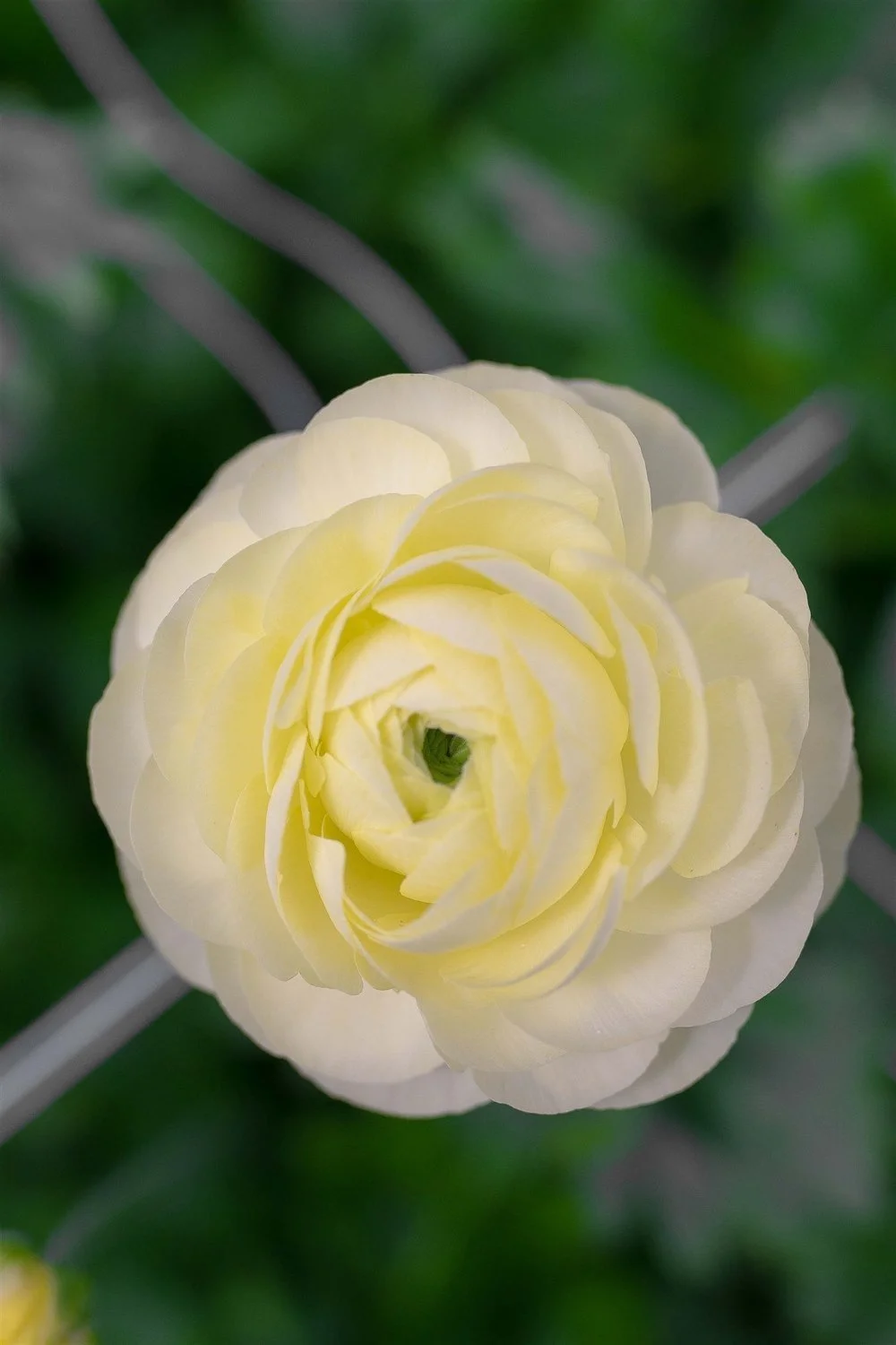 Shop — Gardenwerks