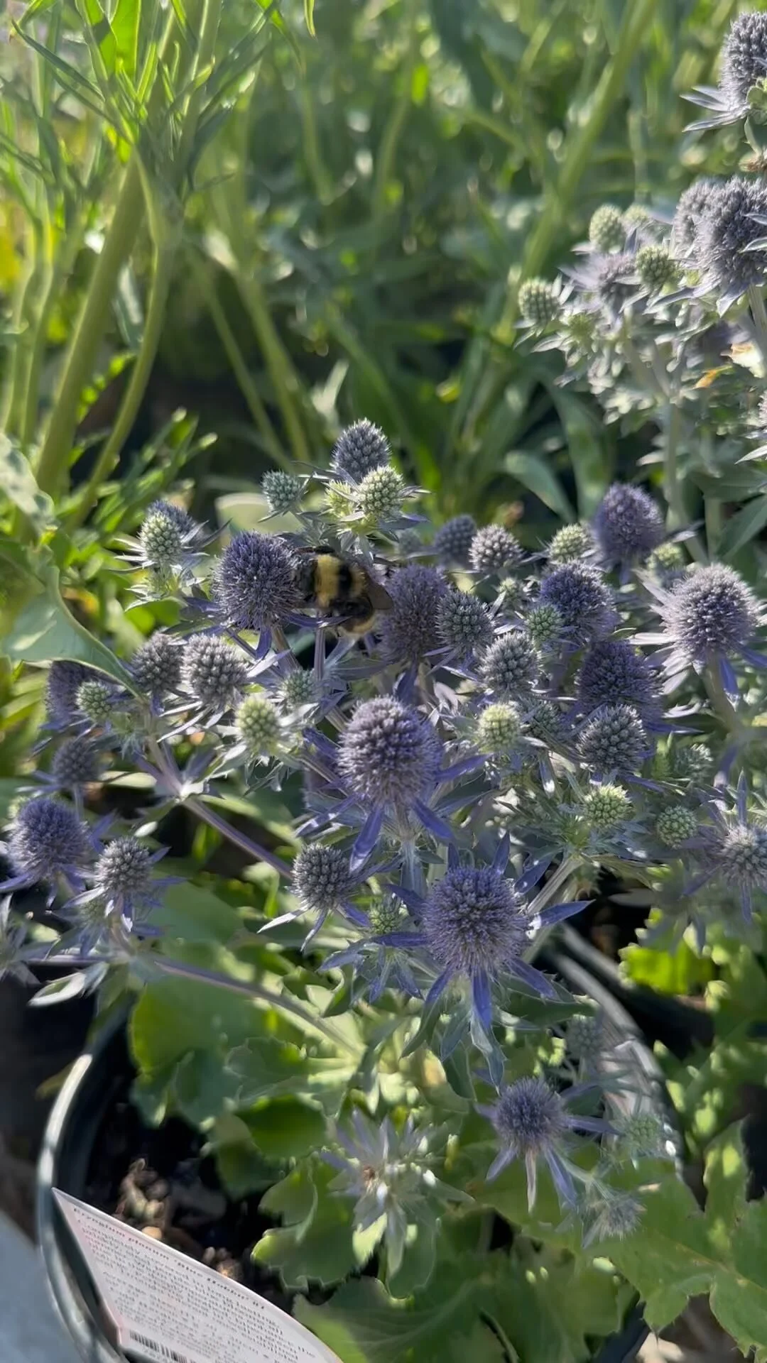 View All Plants - Gardenwerks Plant Finder - Helena, Montana (MT)