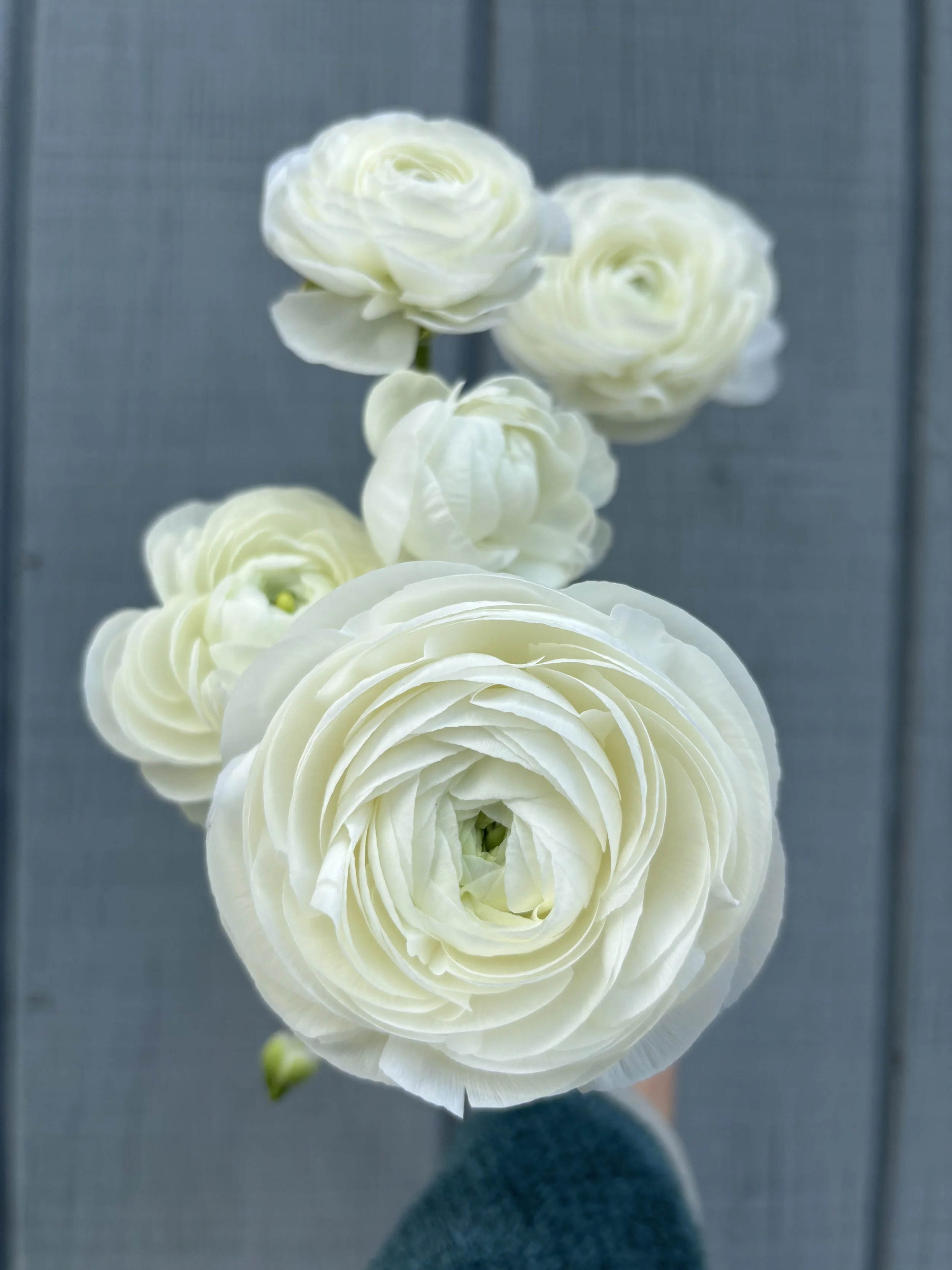 Shop — Gardenwerks