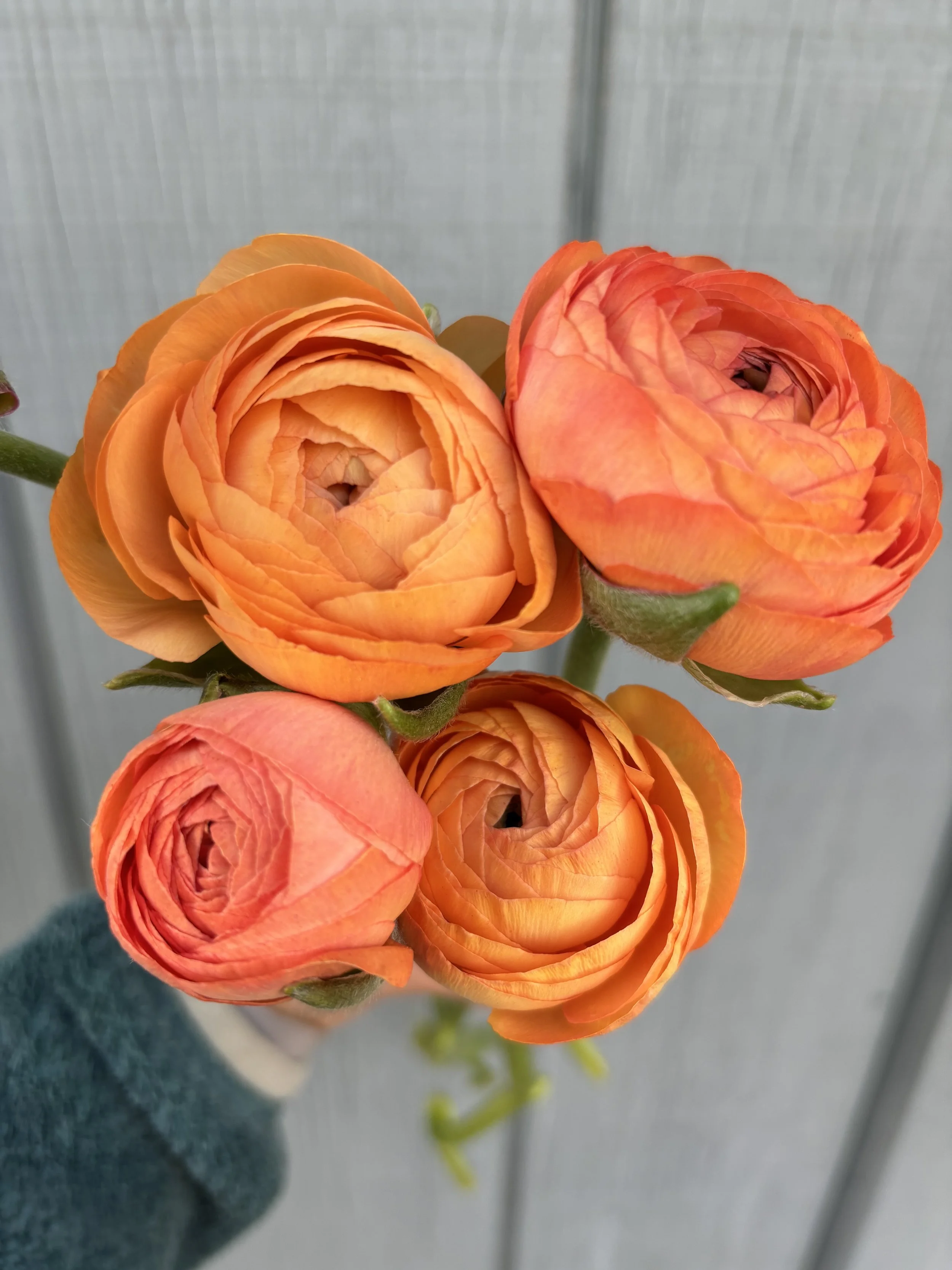 Shop — Gardenwerks