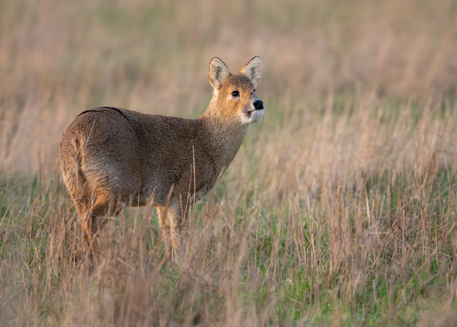 SIMON WANTLING | Wildlife Photographer