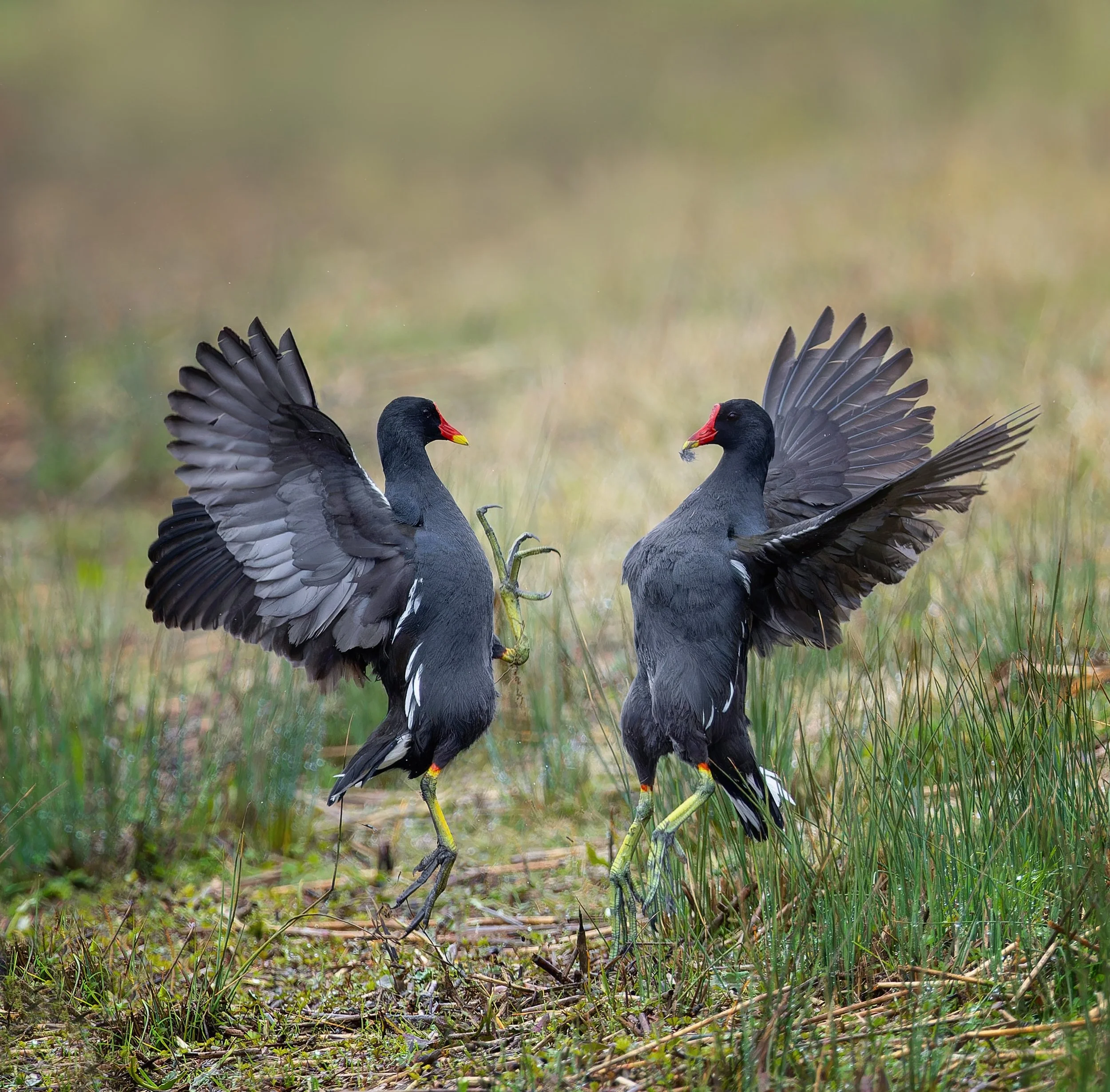 Wildlife Galleries — SIMON WANTLING