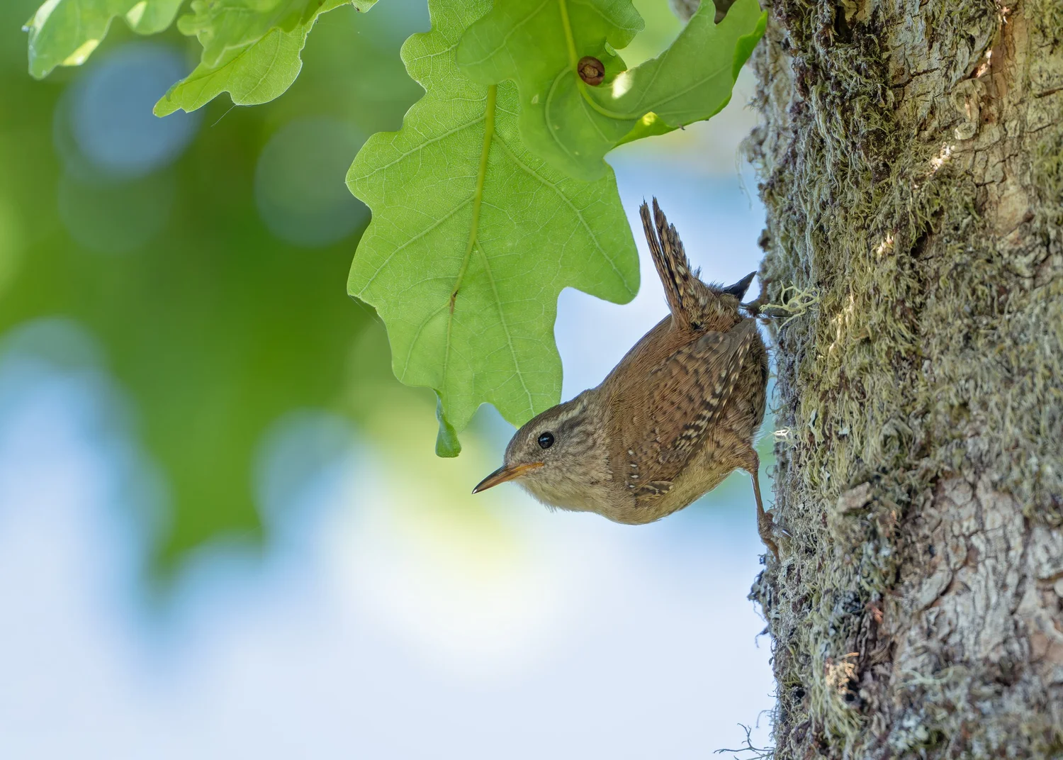 SIMON WANTLING | Wildlife Photographer