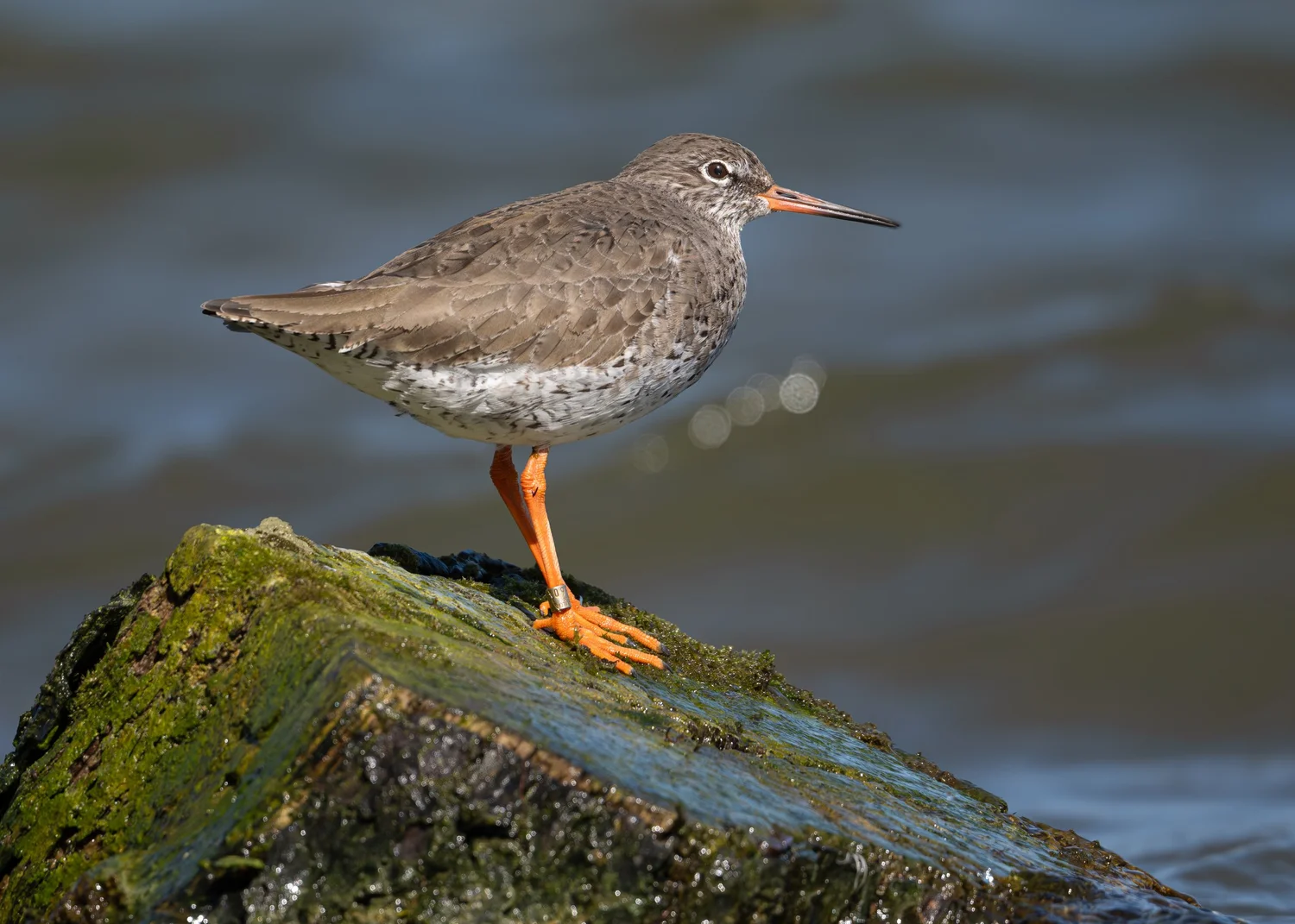 SIMON WANTLING | Wildlife Photographer