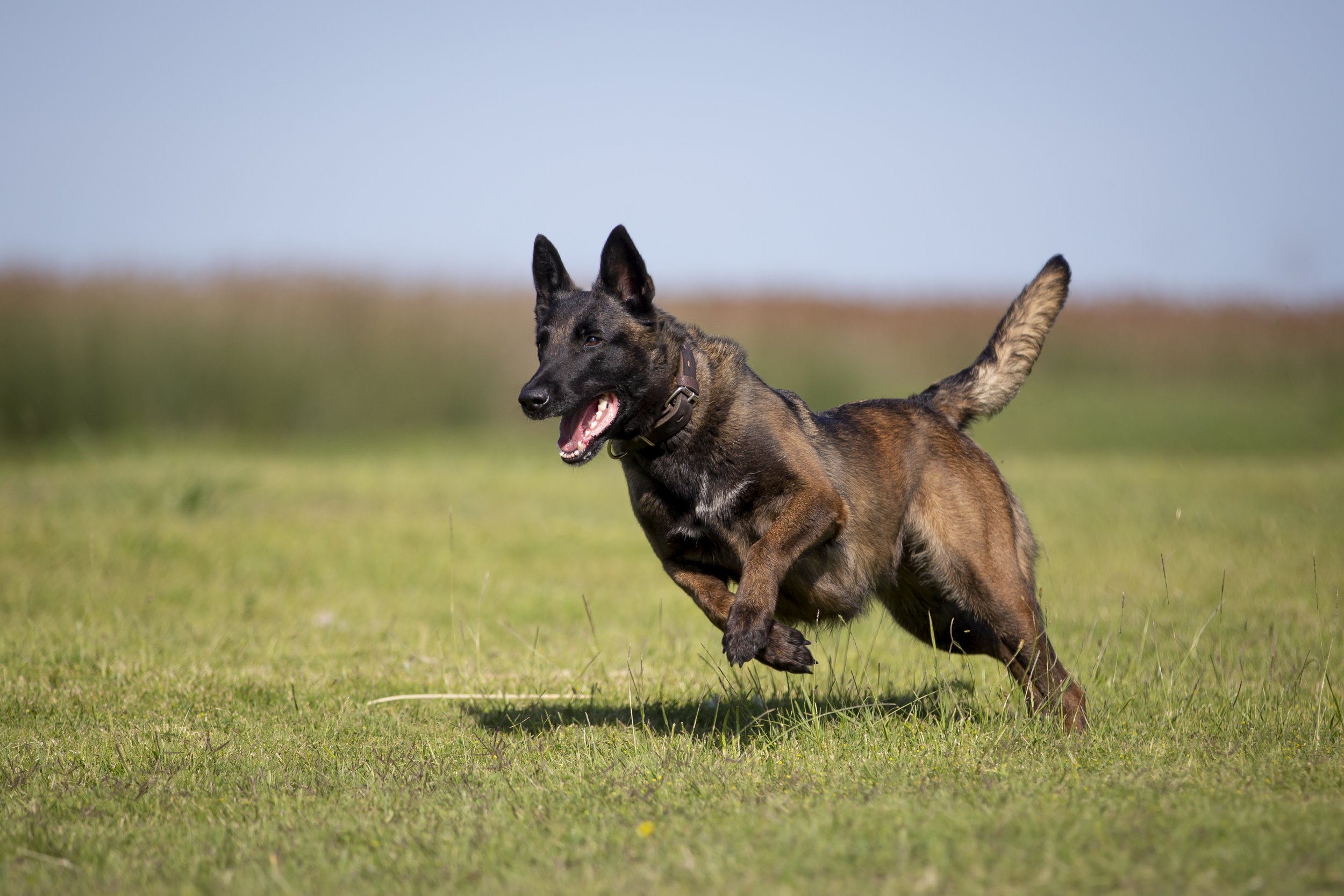 AVAILABLE PUPPIES — DARK MALINOIS