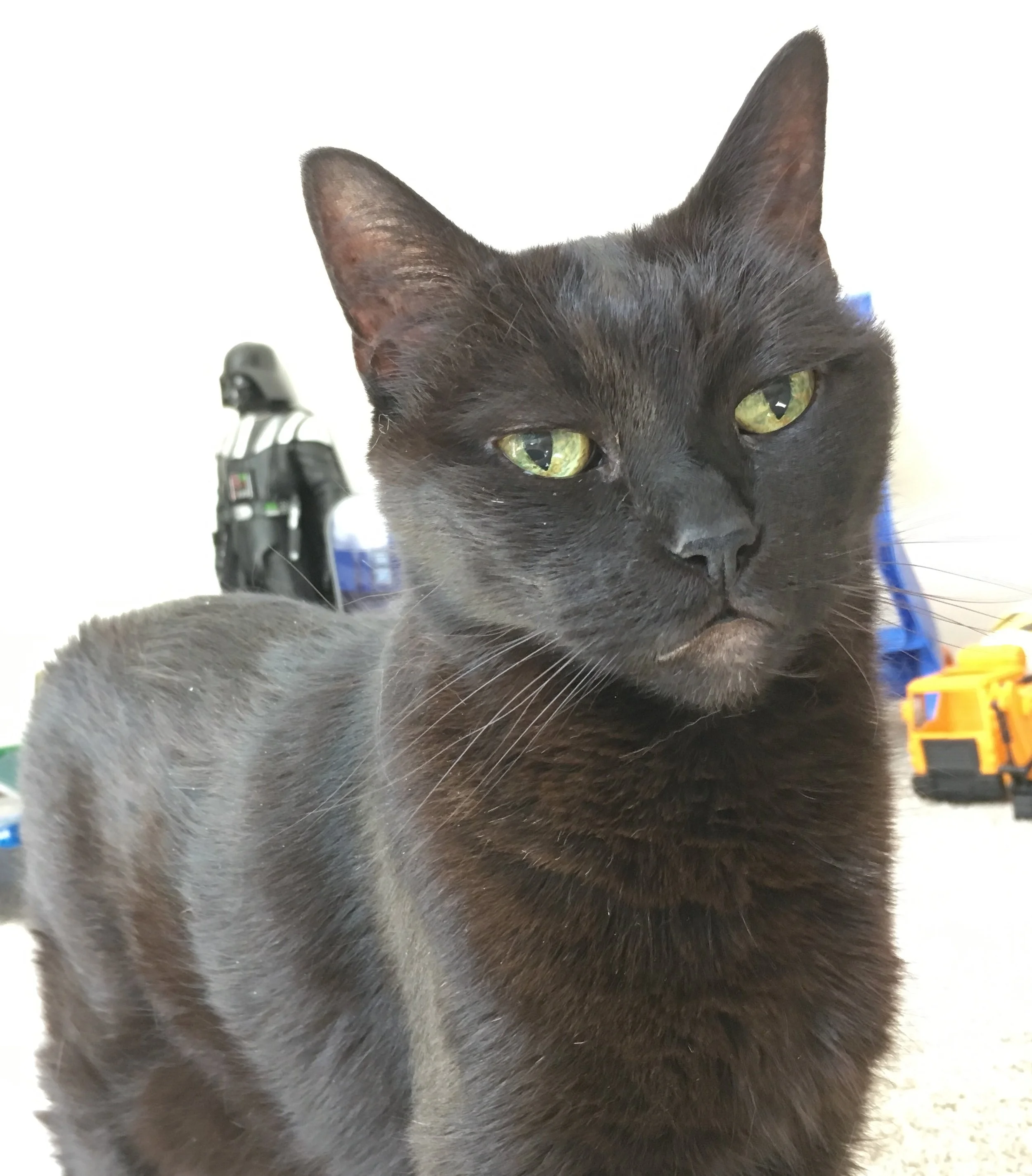 A tribute to Moby, my Perfect Cat — John Serba At Large