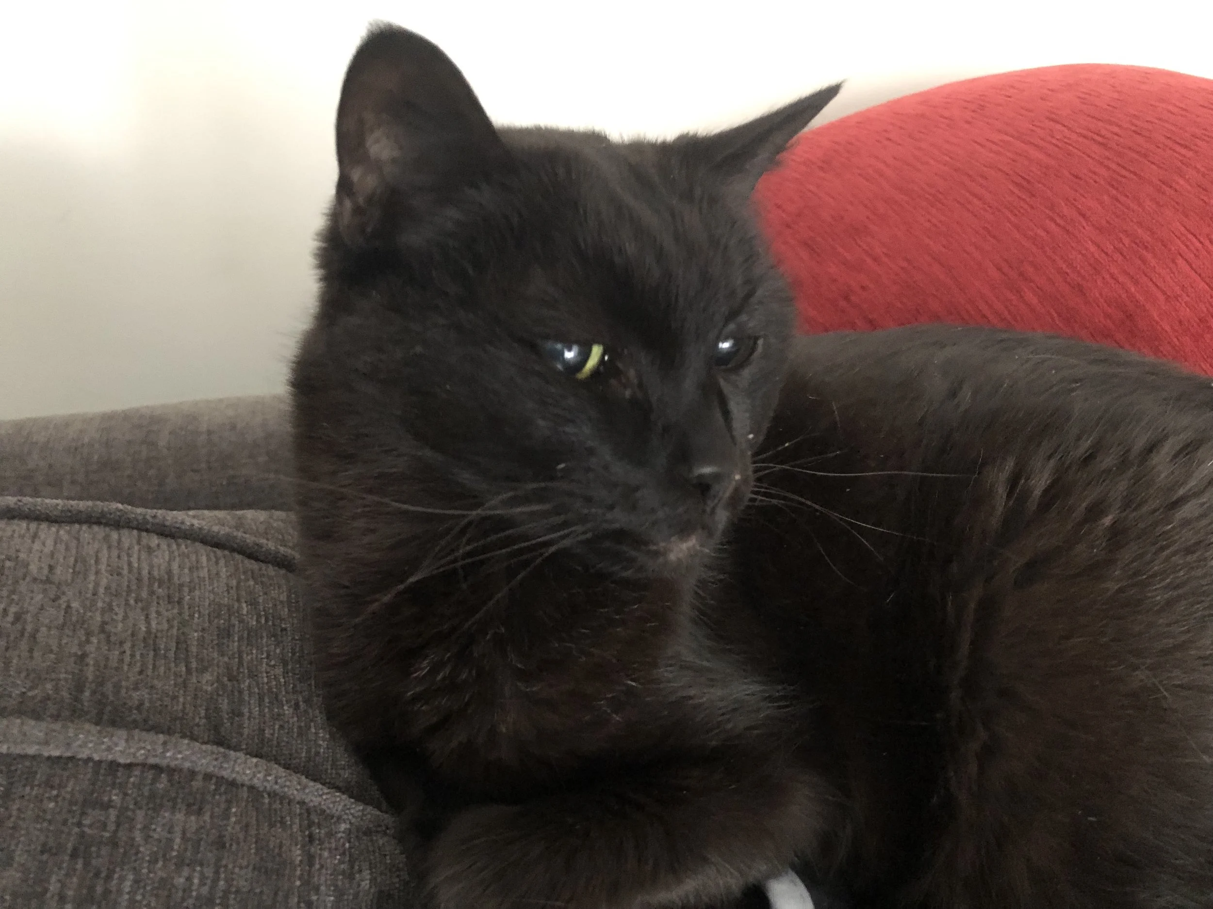 A tribute to Moby, my Perfect Cat — John Serba At Large