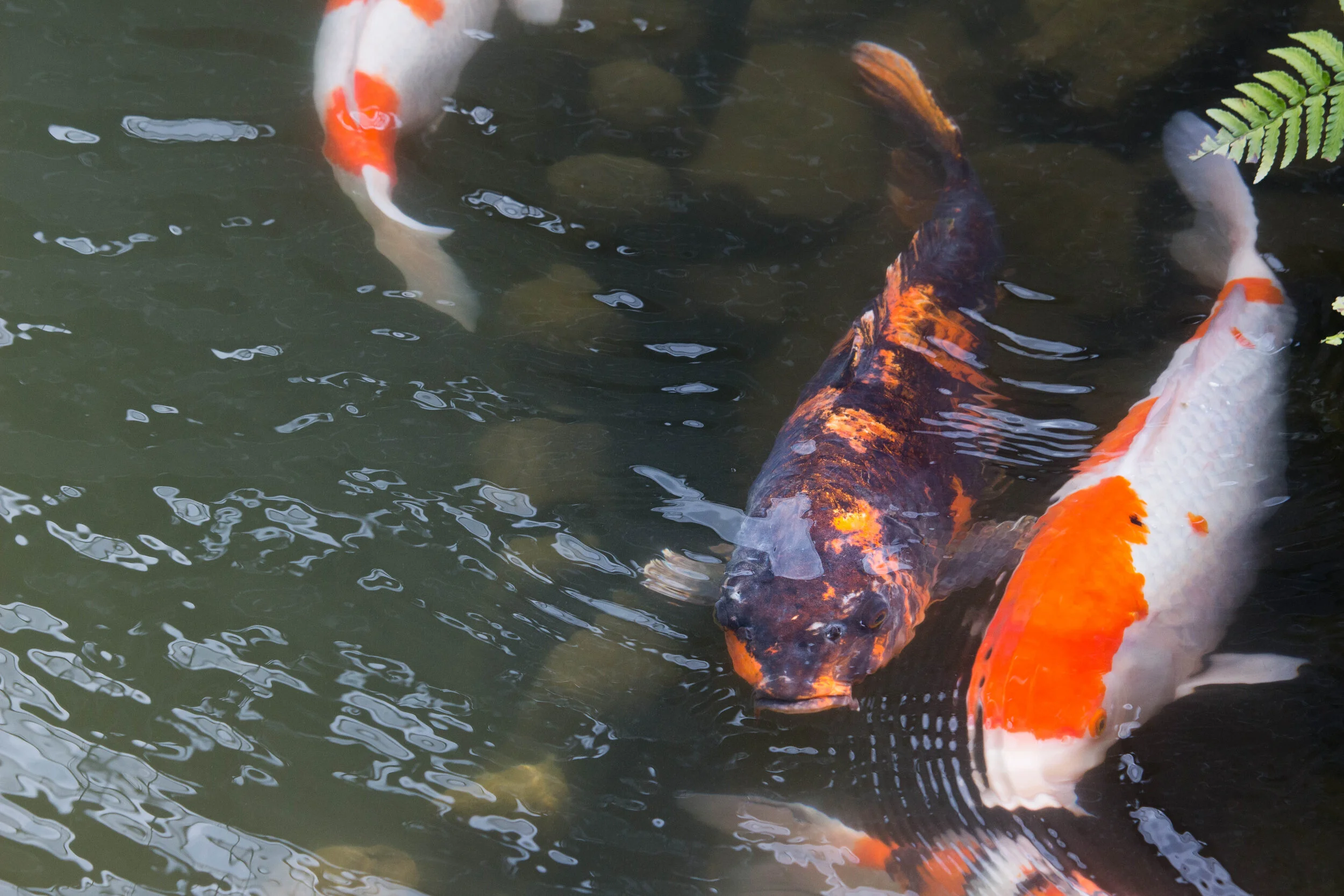 Japan — Leah Valenti