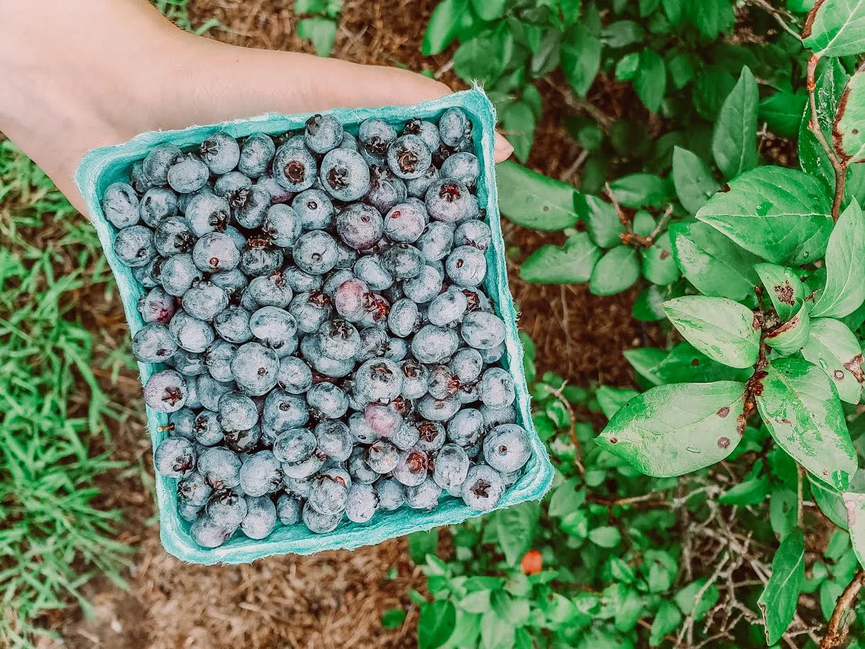 About — Berryhill Farm