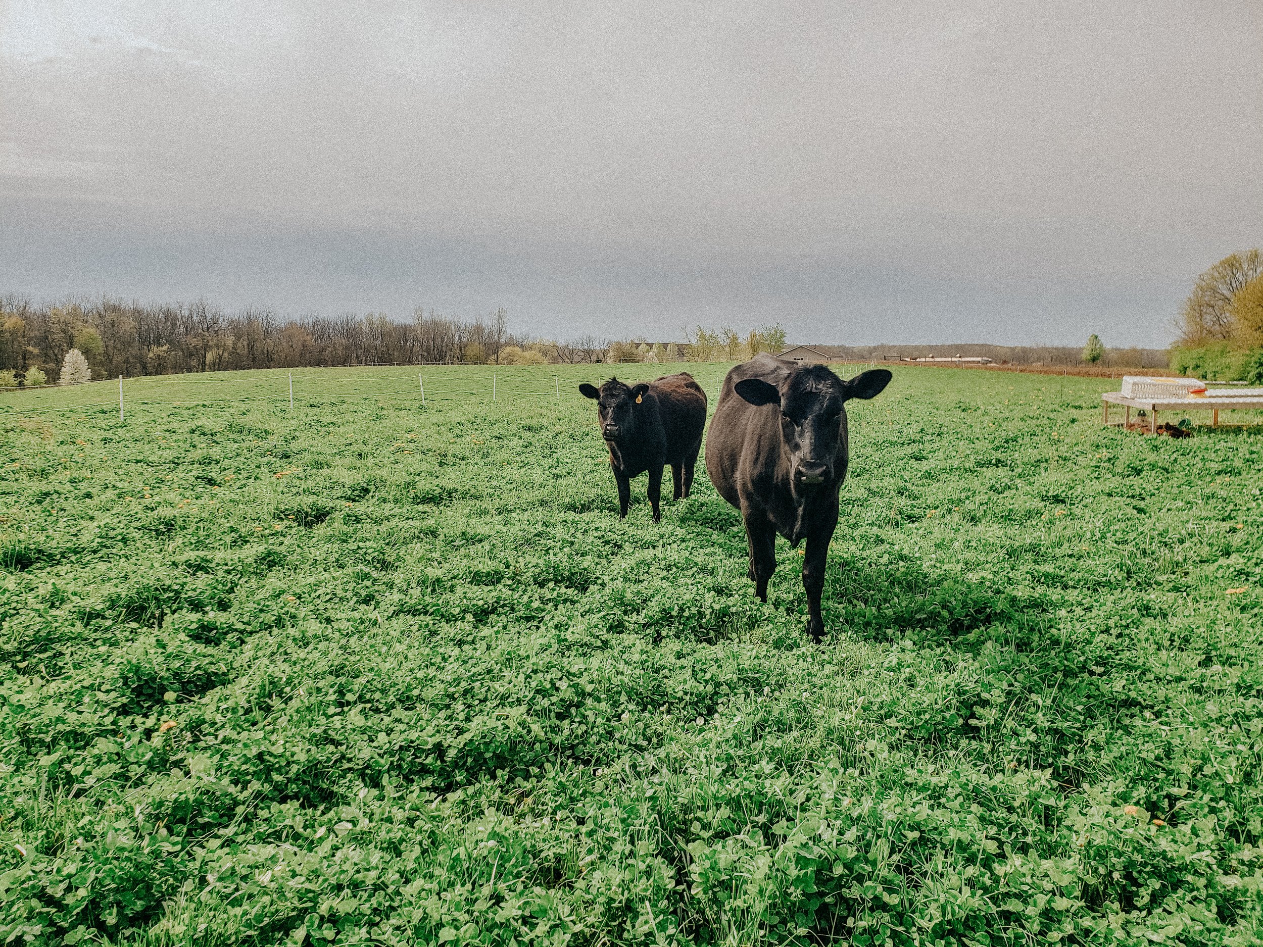 Shop — Berryhill Farm