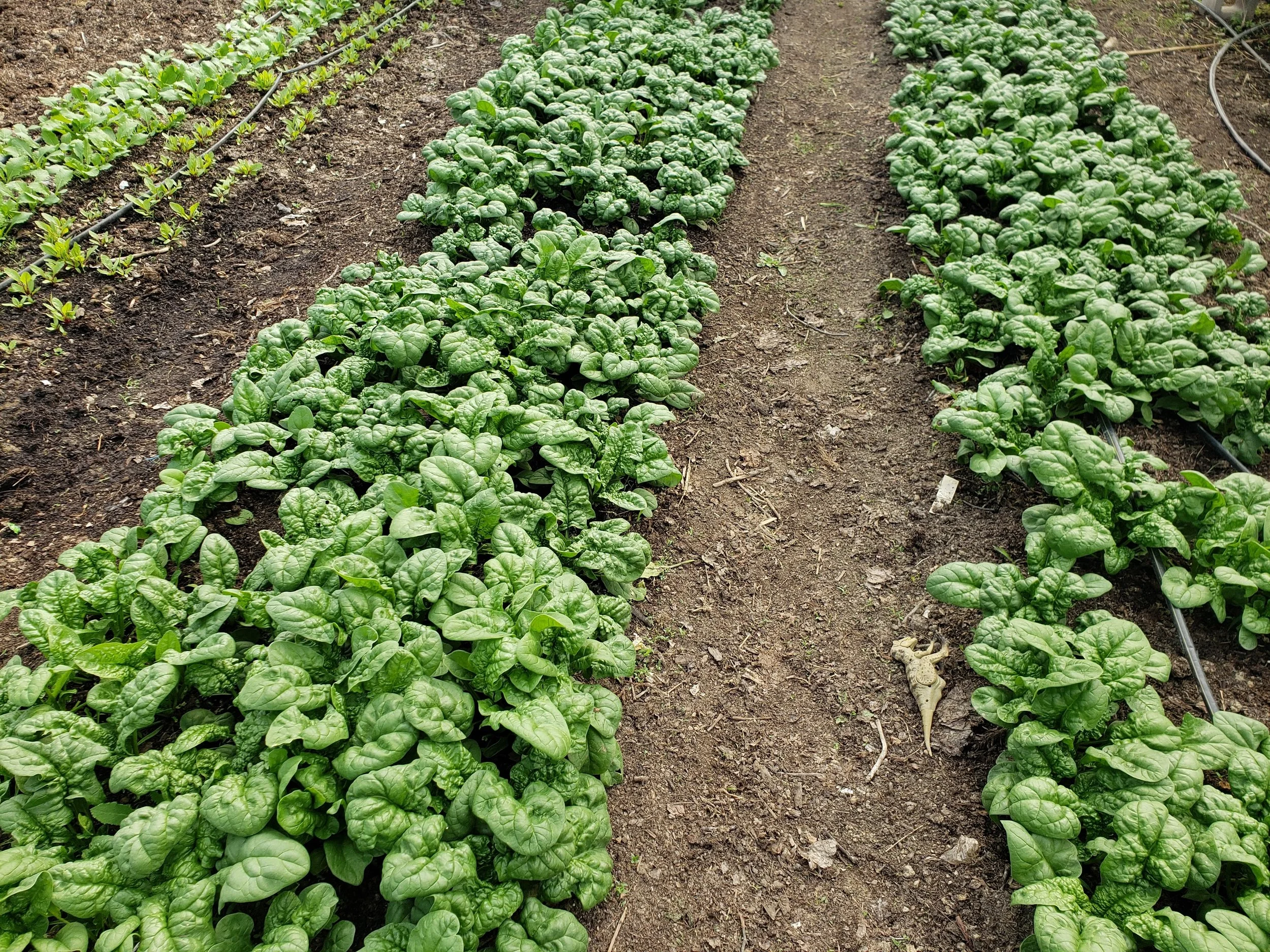 Shop — Berryhill Farm