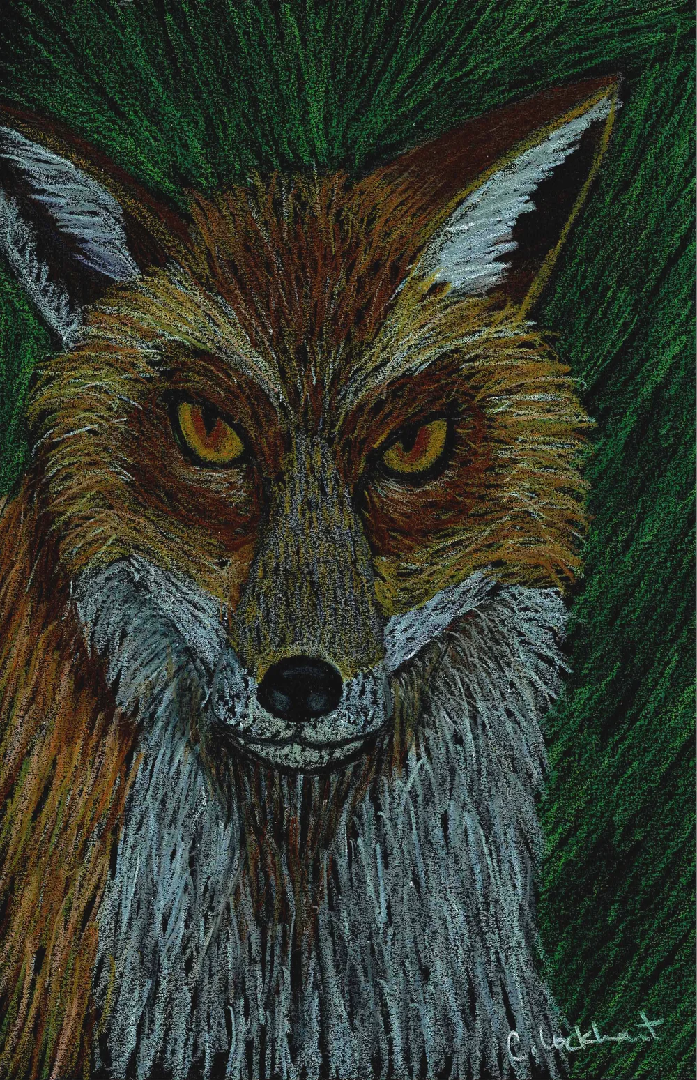 Gray Fox Animal Drawing
