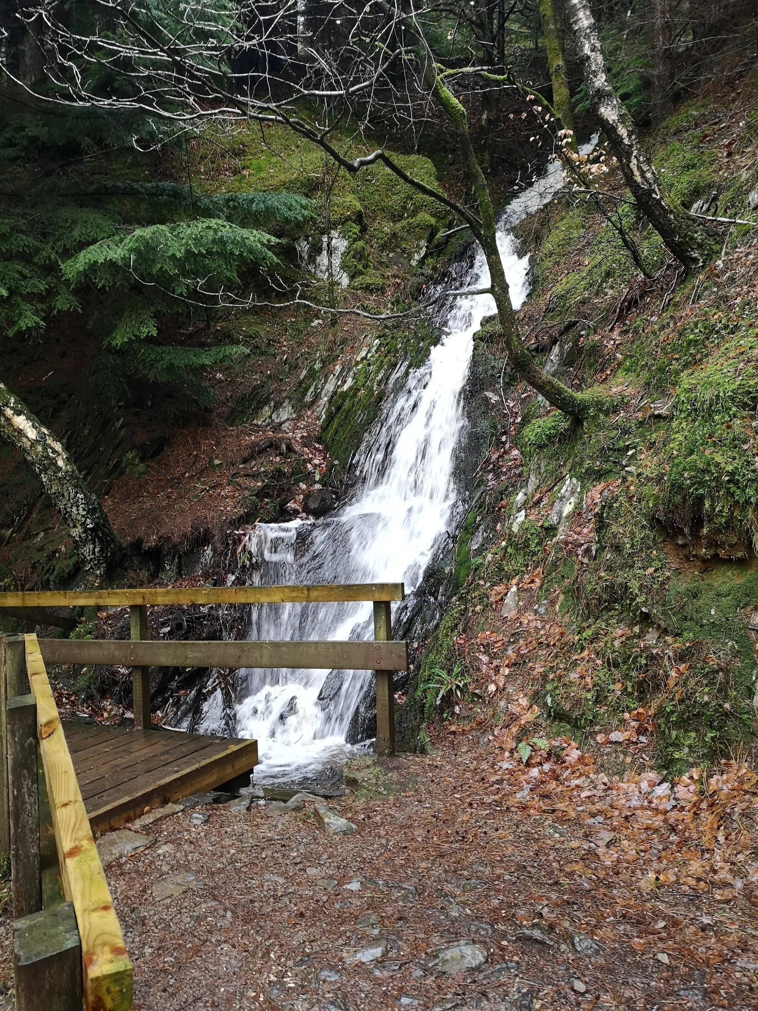 Gwydyr Forest - January 2020 — Hopeless Wanderer - Free walking routes ...