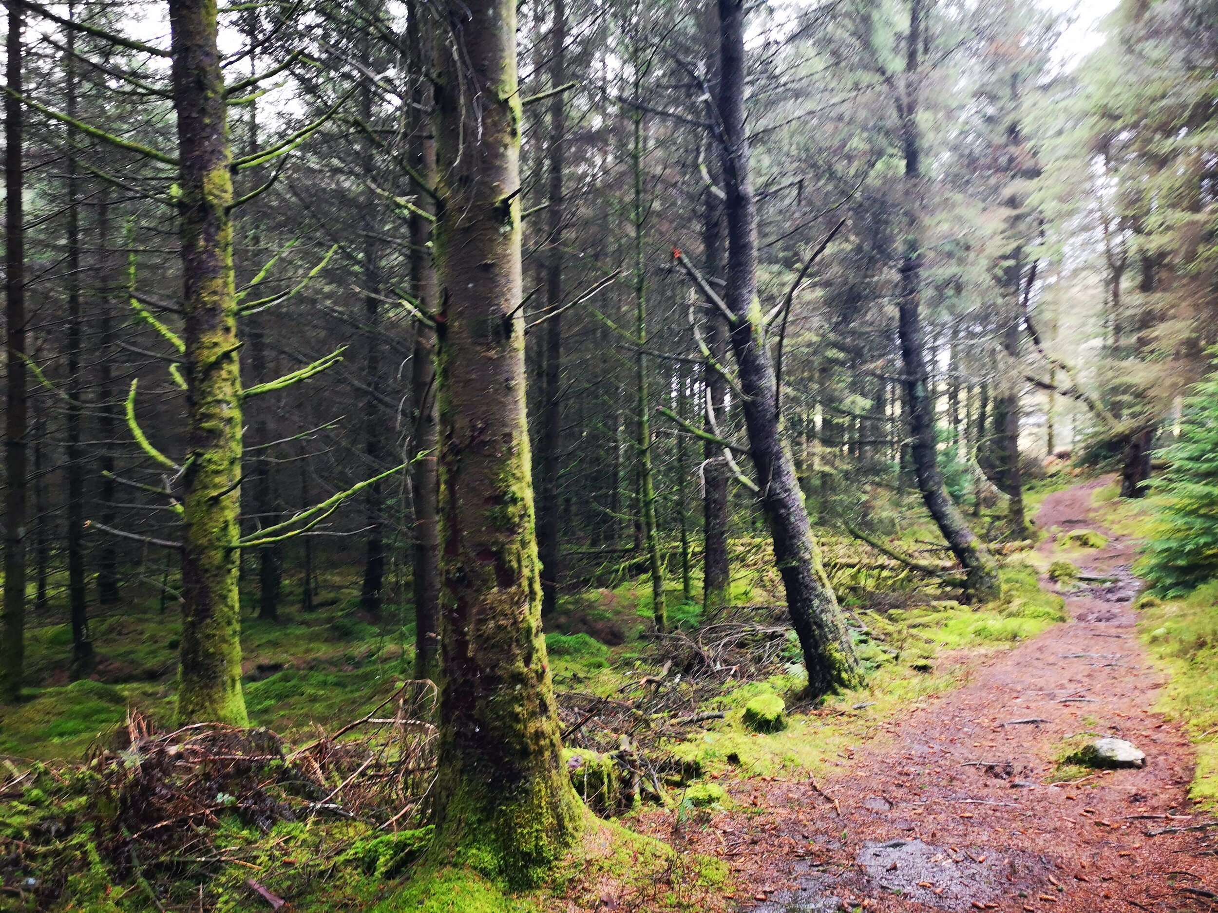 Gwydyr Forest - January 2020 — Hopeless Wanderer - Free walking routes ...