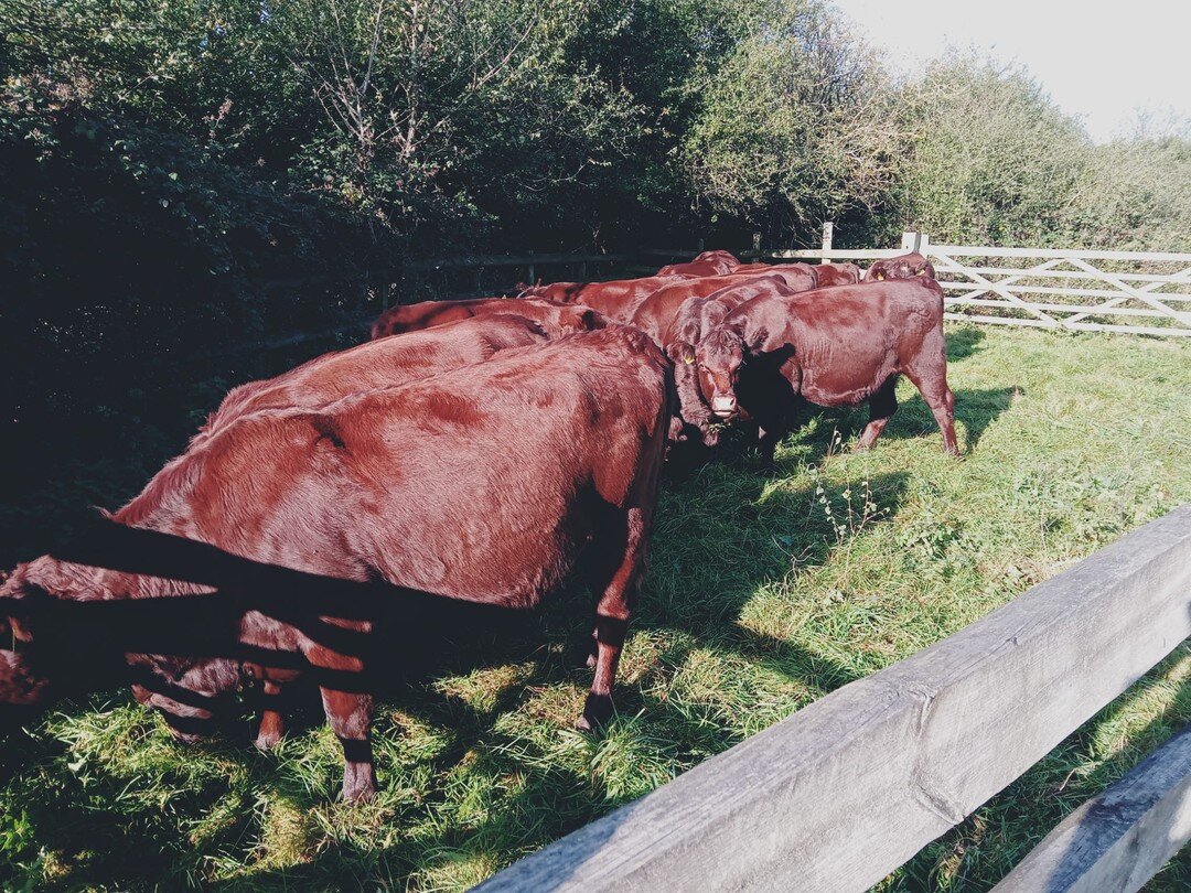Windmills of Mill Meadows and Mill Cottages — Mill Meadows Society