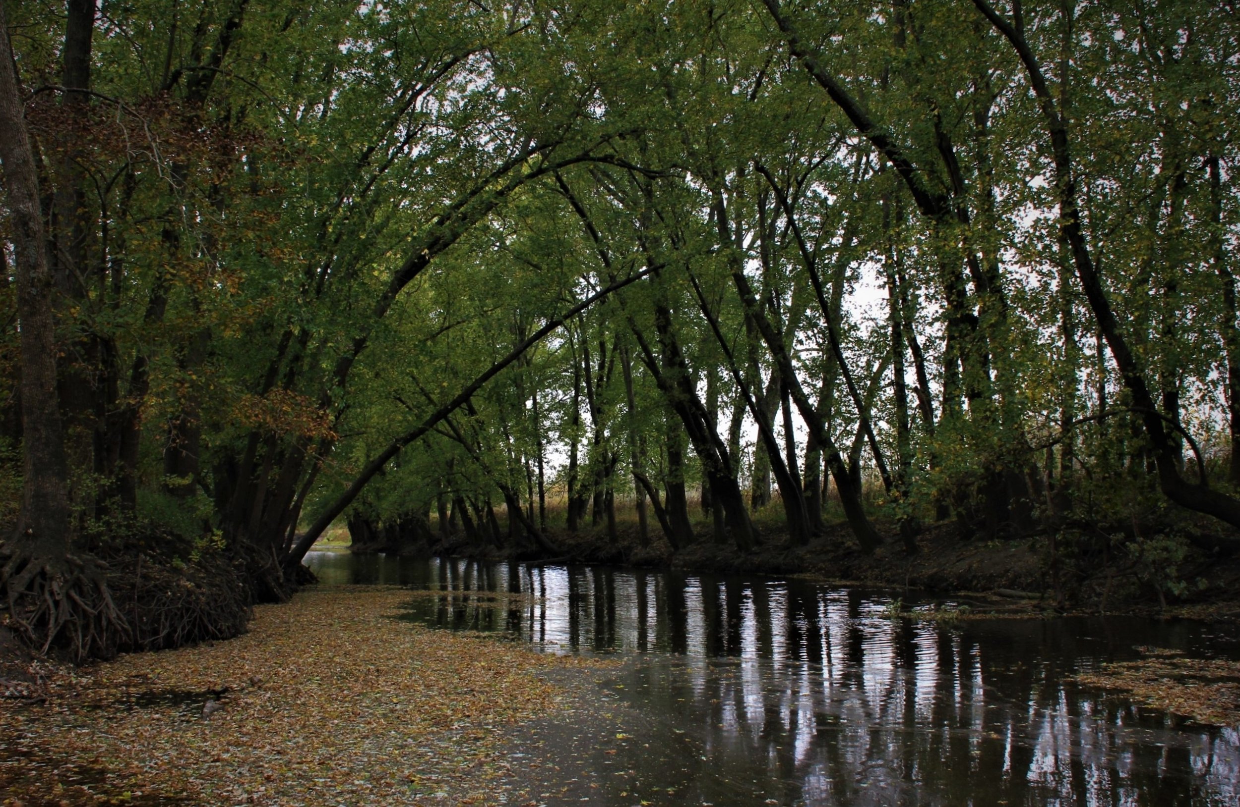 Episode 65: Kathy Wicks - Capturing Nature — Noorden Productions