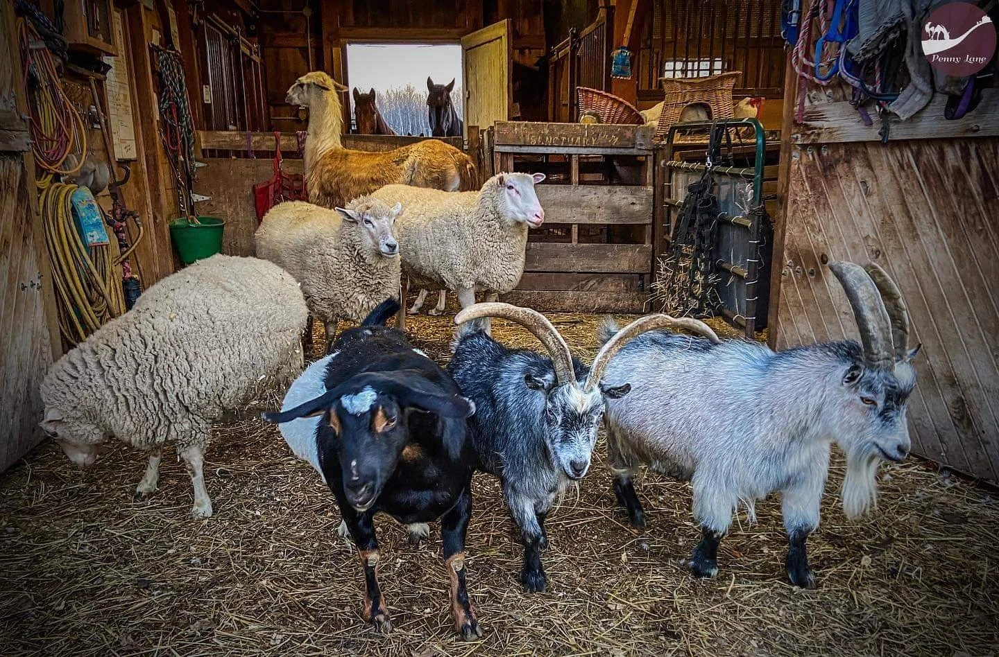Farm Animals Working Together