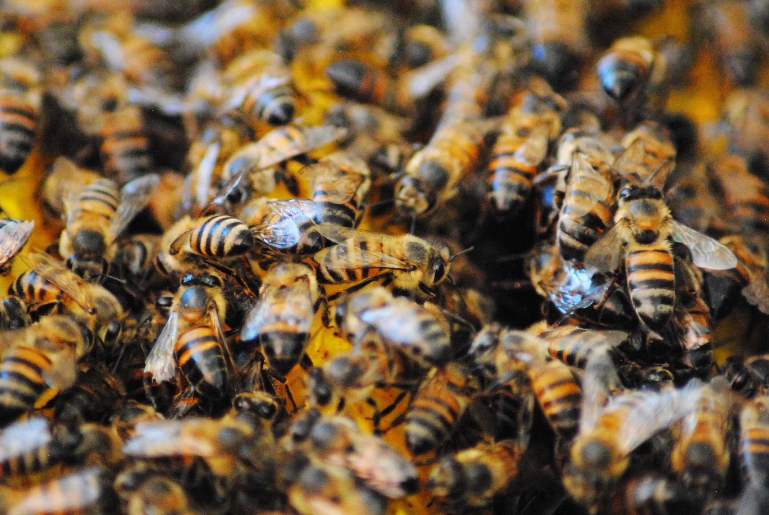 Nature's Nectar